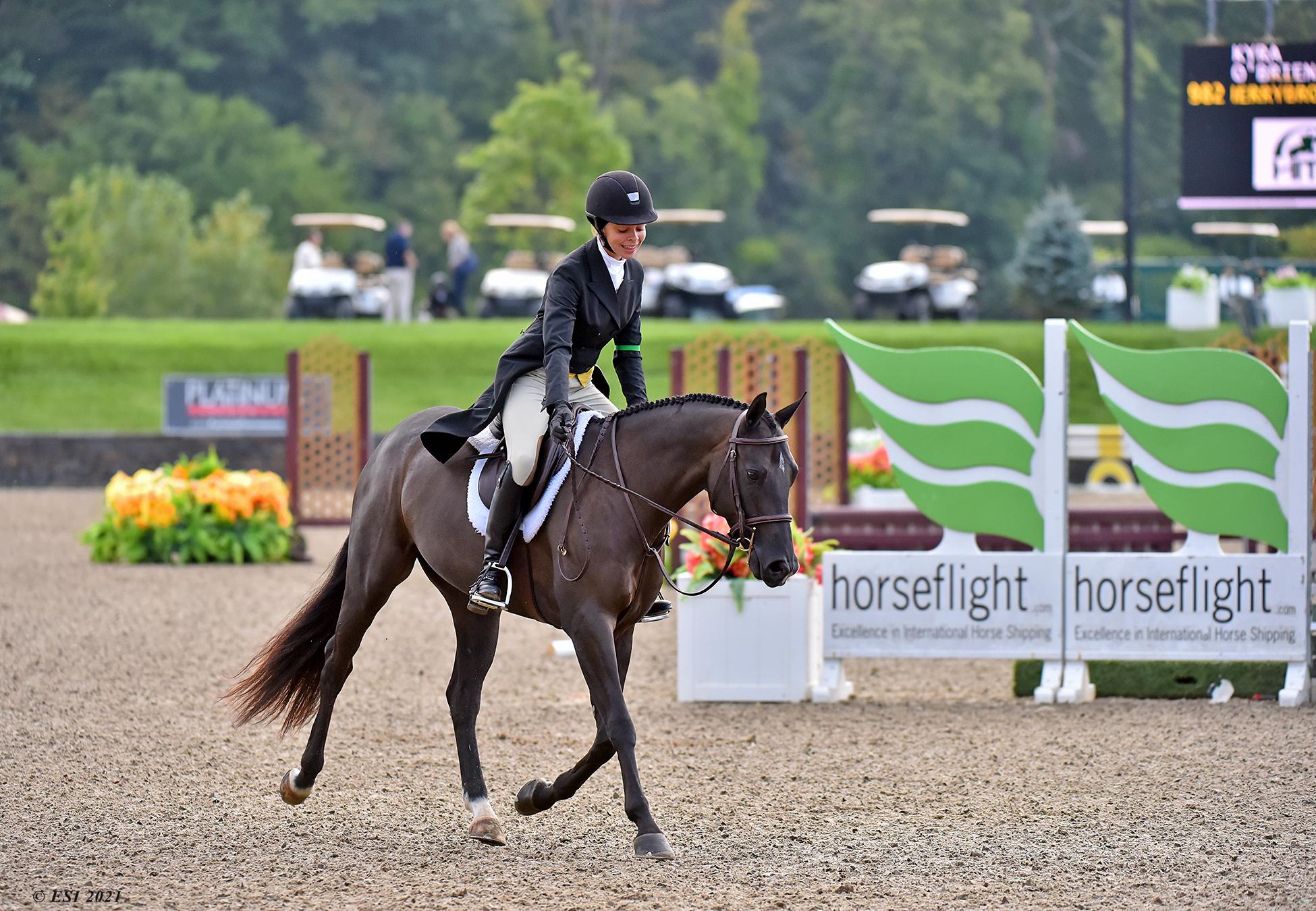 Cherrybrook Legally Blue Welsh Cross Hunter