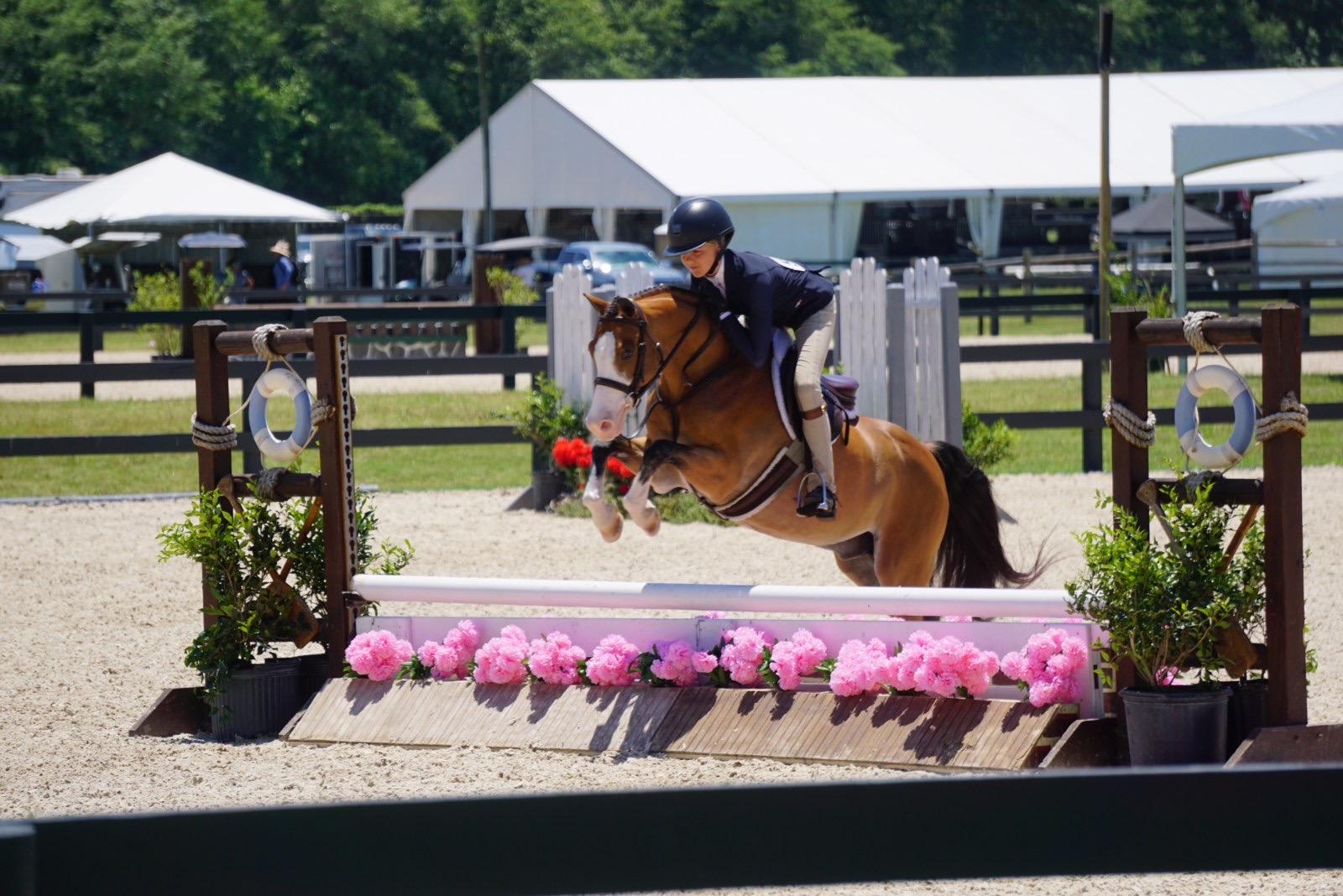 Java Welsh Pony Hunter