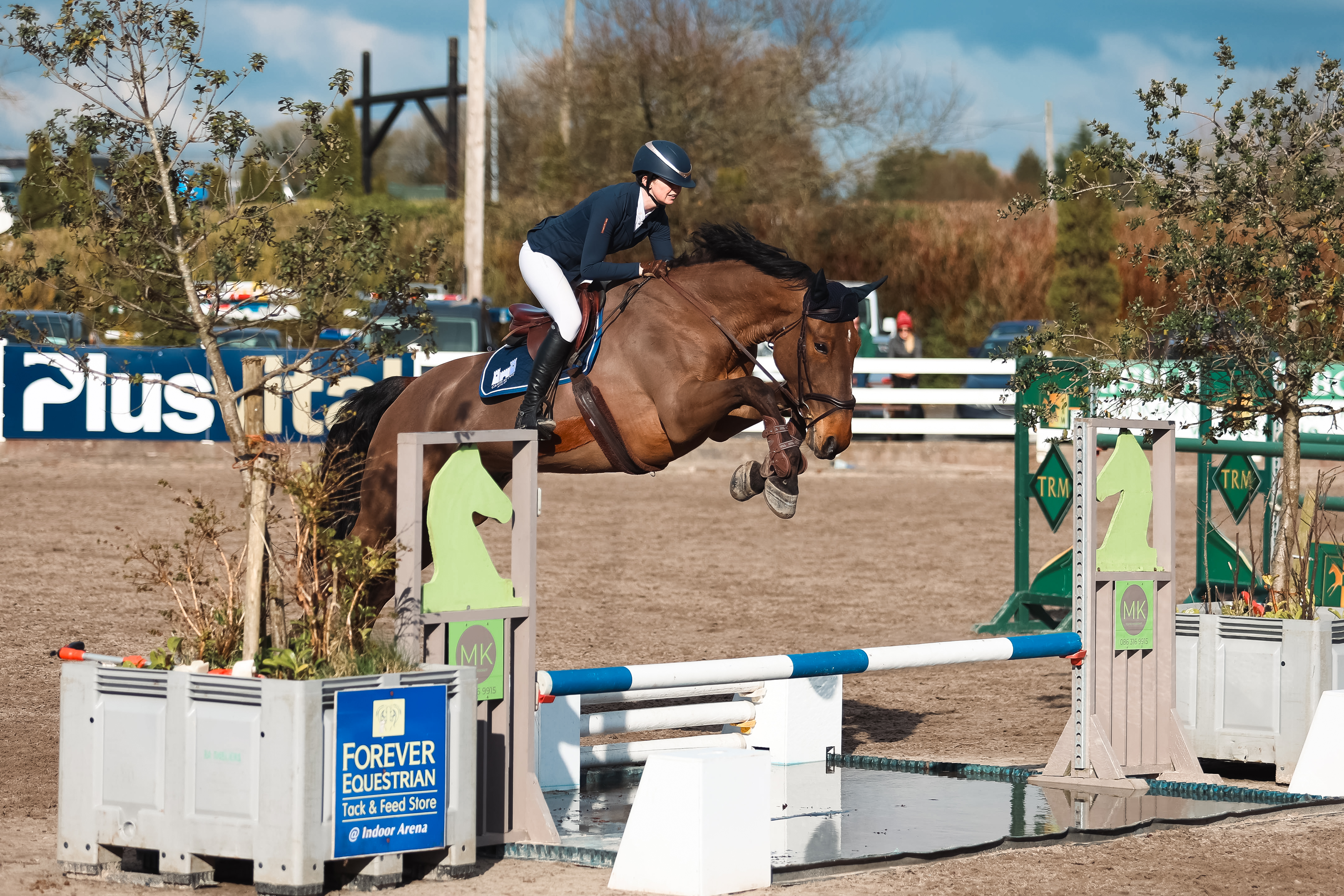 Dalivan Flush Irish Sport Horse Jumper