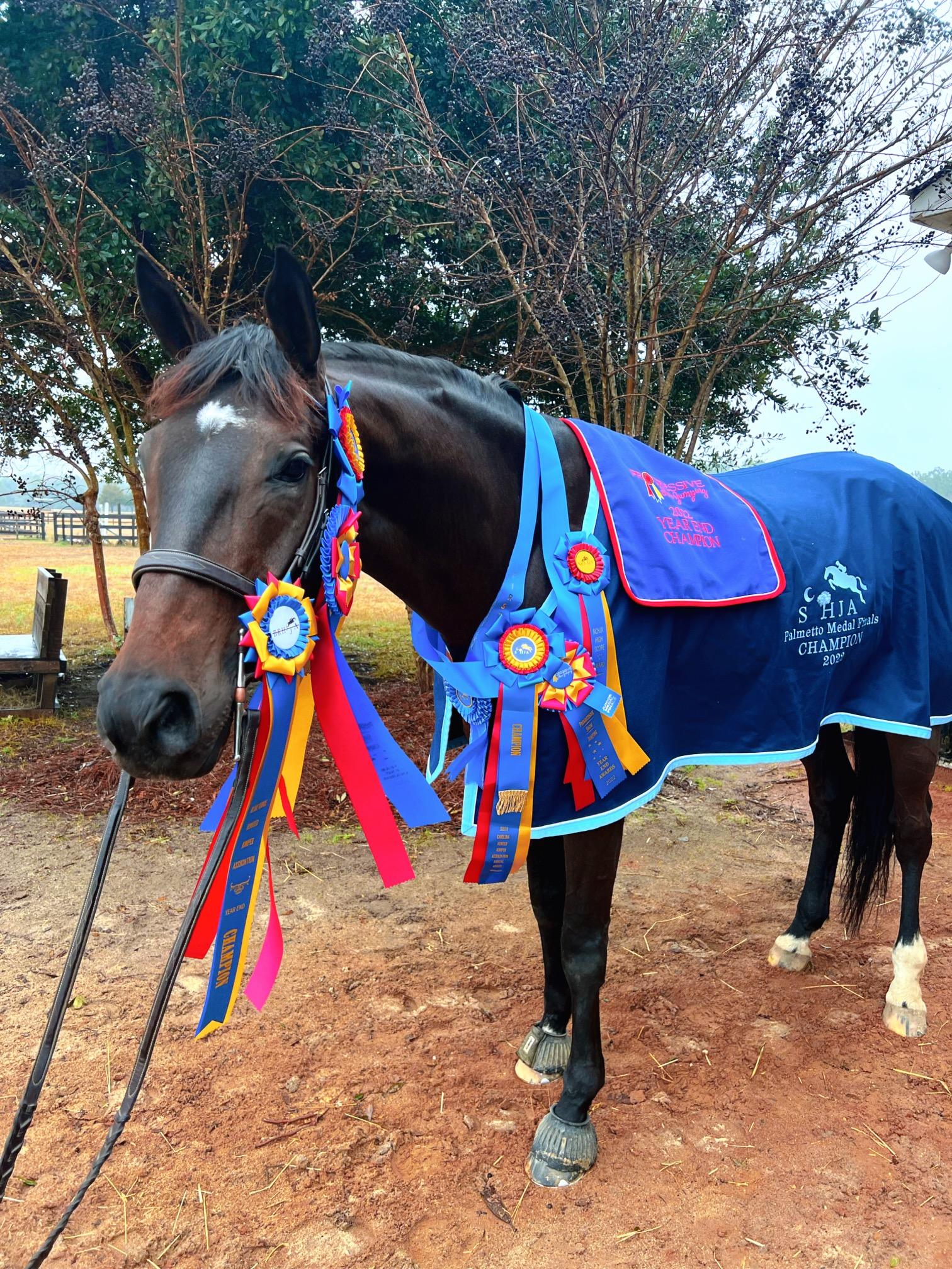 Space Cowboy Hanoverian Equitation