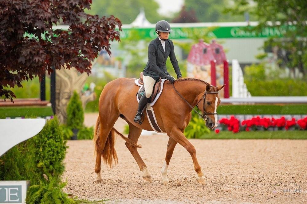 Arya Rose Warmblood