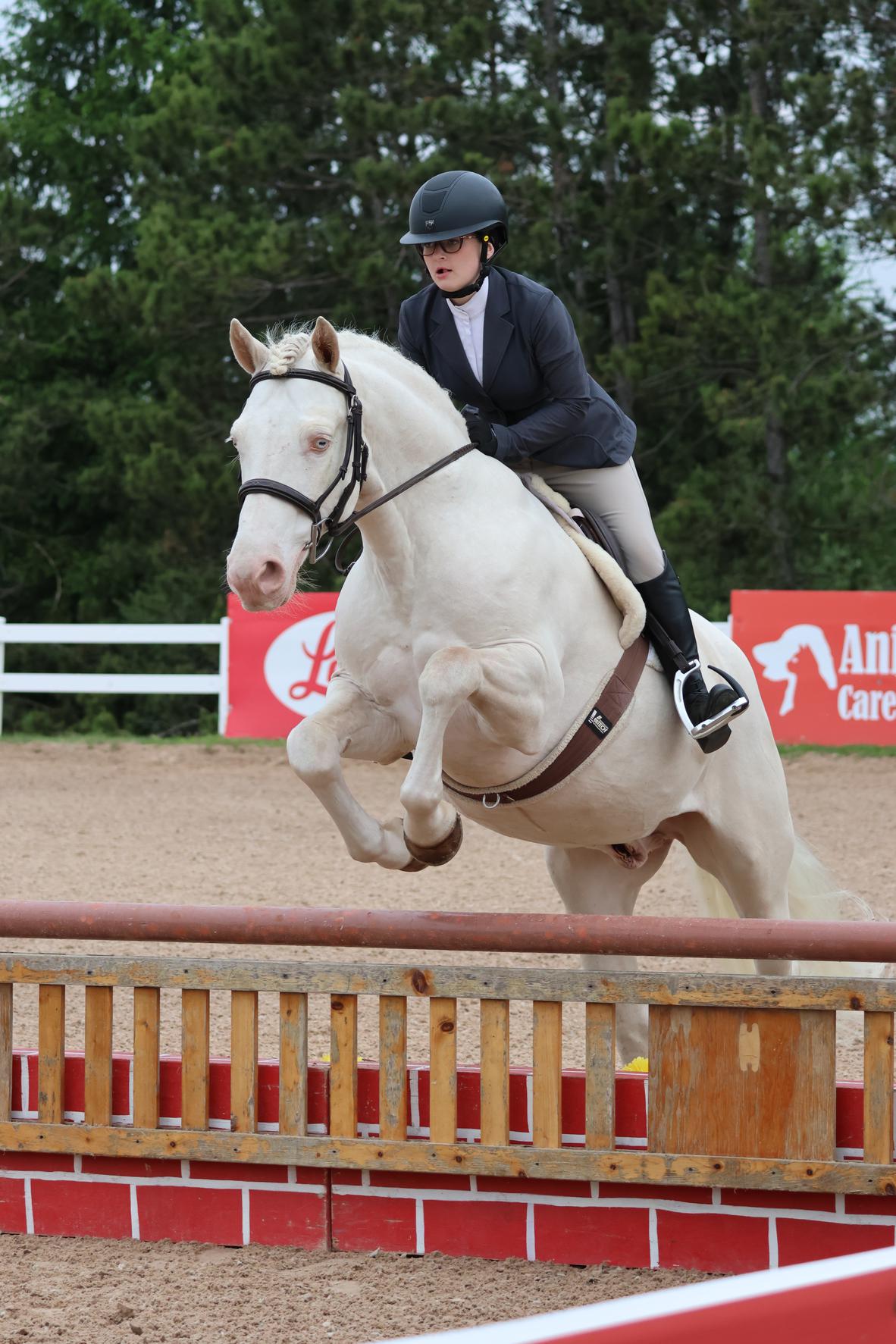 Rathcline Park Boy Connemara Hunter