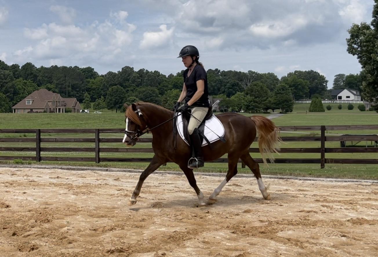 Wee Farms Over Easy (Theo) Welsh Pony Hunter