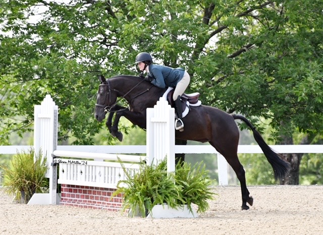Cherrybrook Starboy Welsh Cross