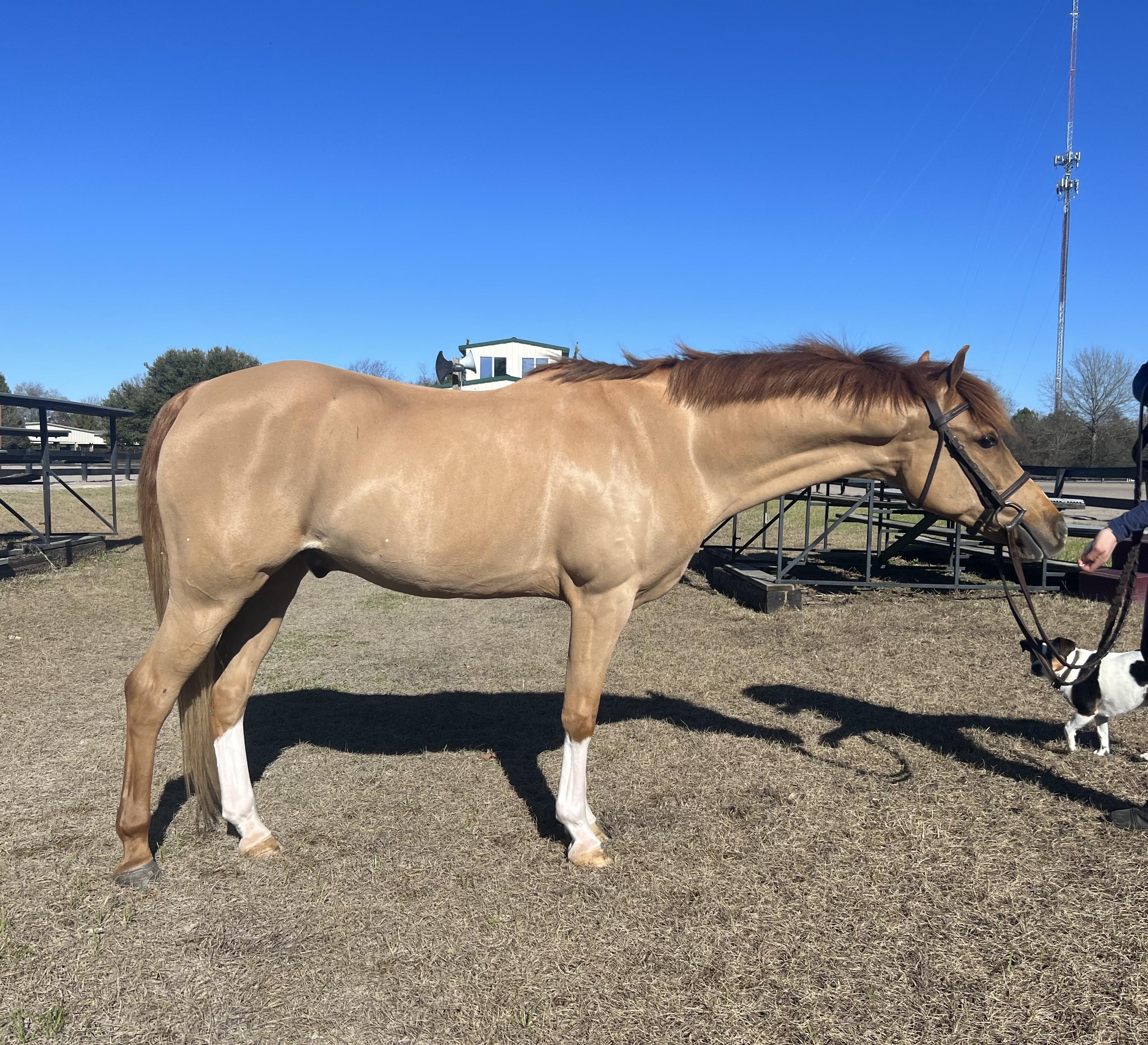 Finesse - Qualified PF Welsh Cross