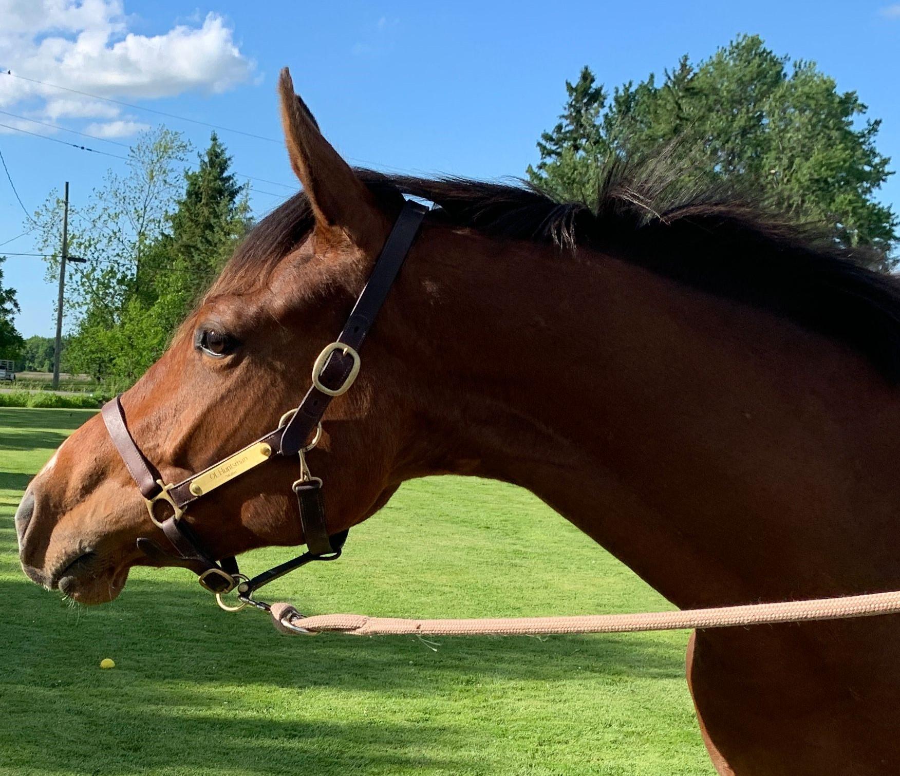 Quarry Lane Huntsman Warmblood Cross