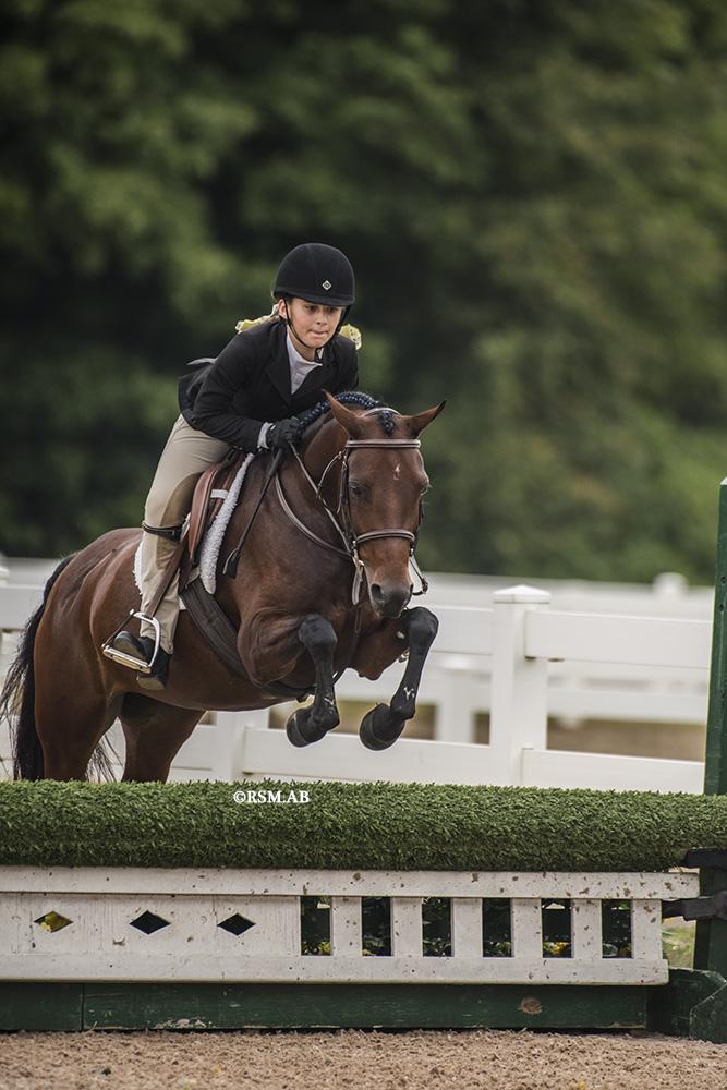 Bo's Gypsy Girl Welsh Cross Hunter