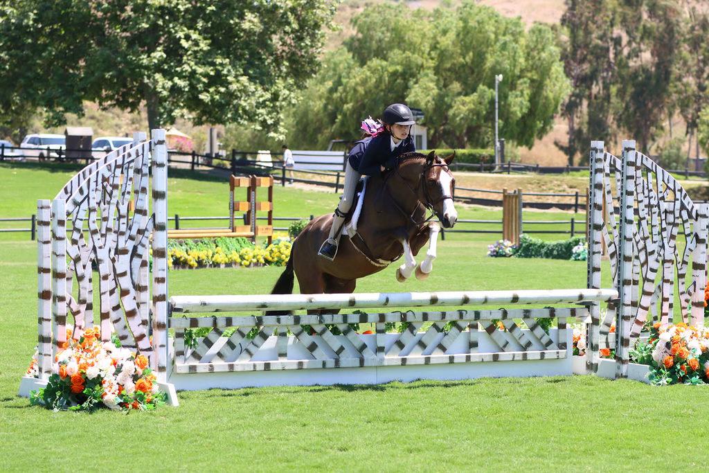 Whispering Marquis Welsh Pony Hunter