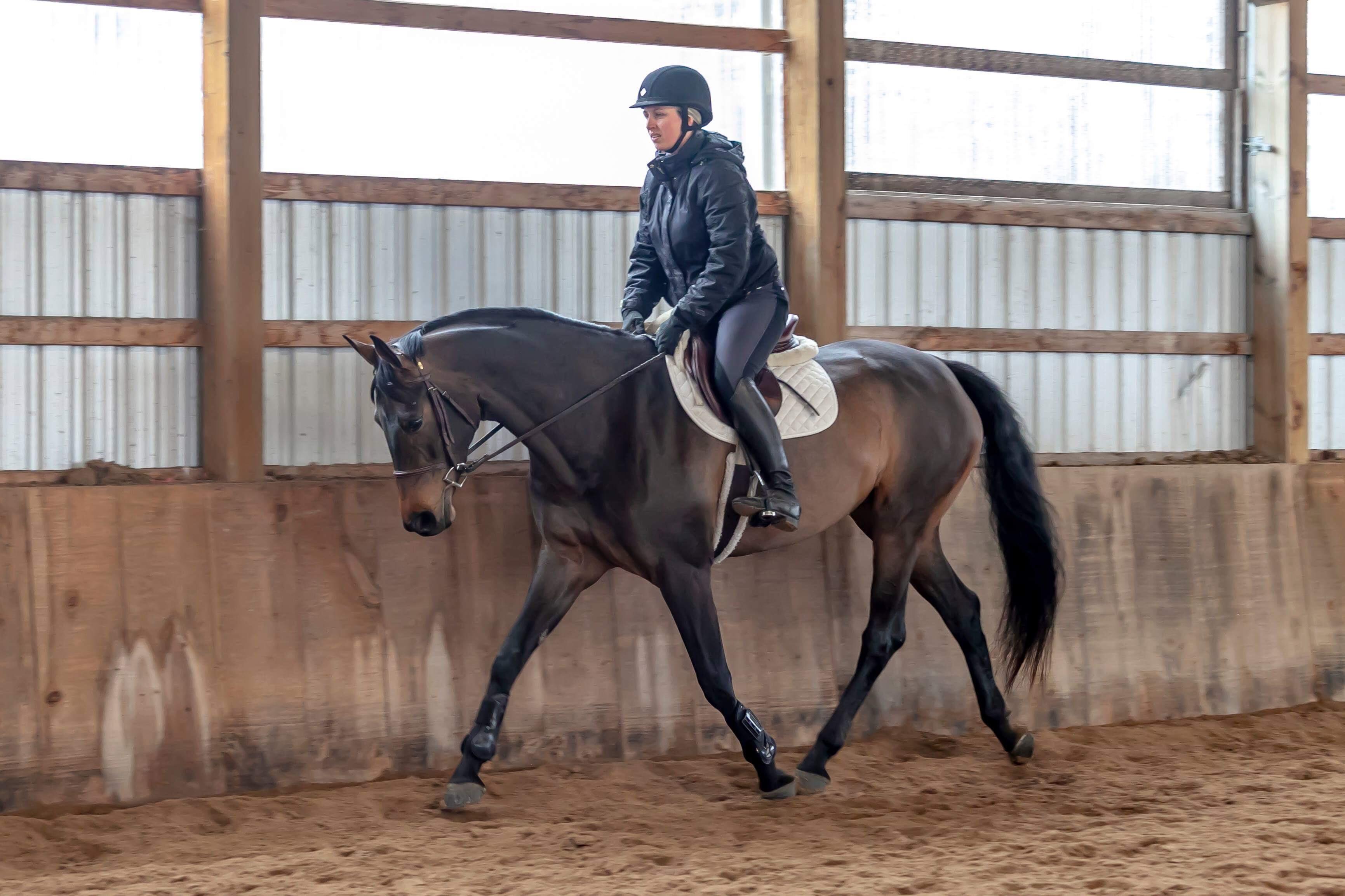 FANCY Hunter by Westporte! Hanoverian Hunter