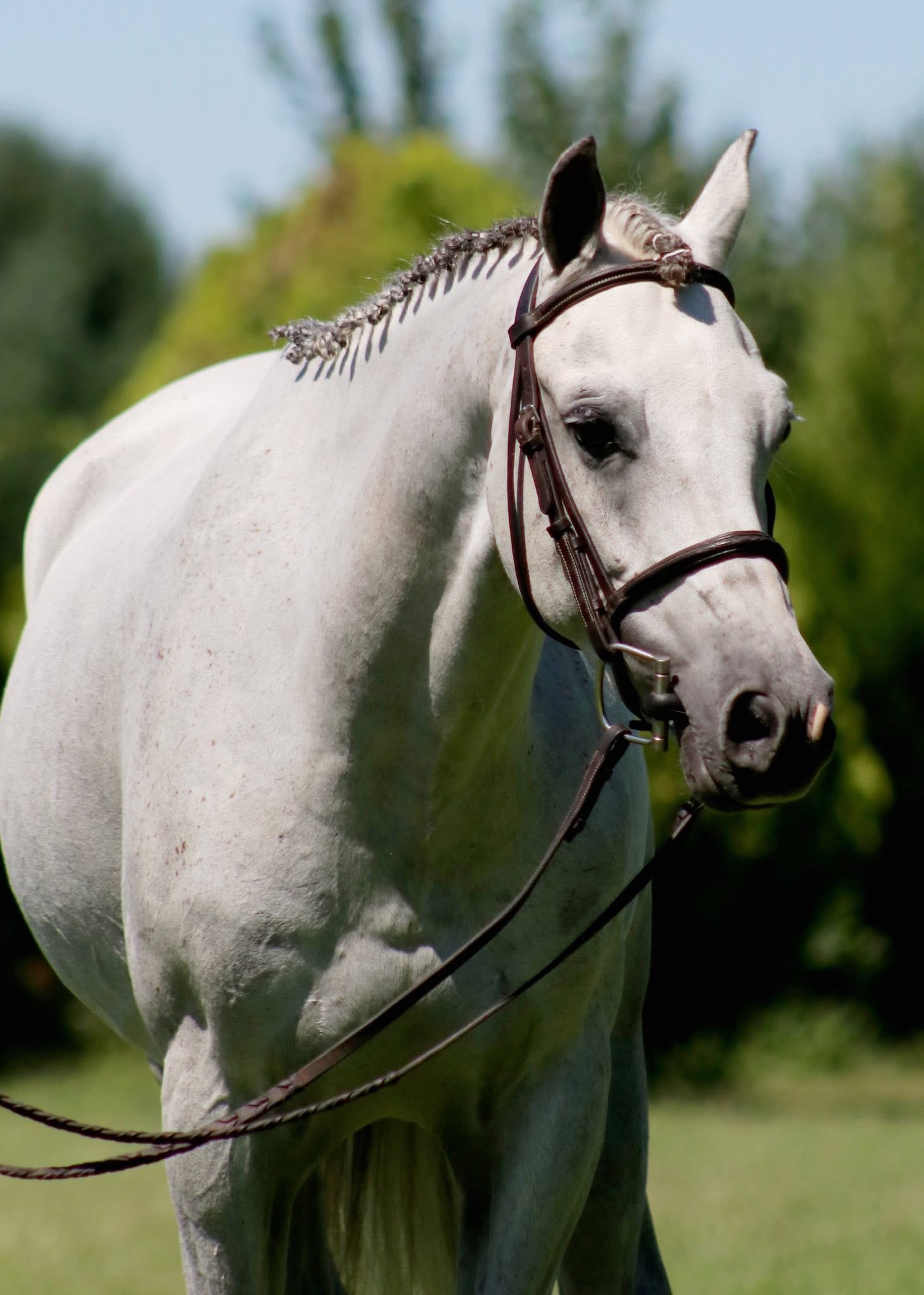 Bank Top Peter Pan Welsh Pony