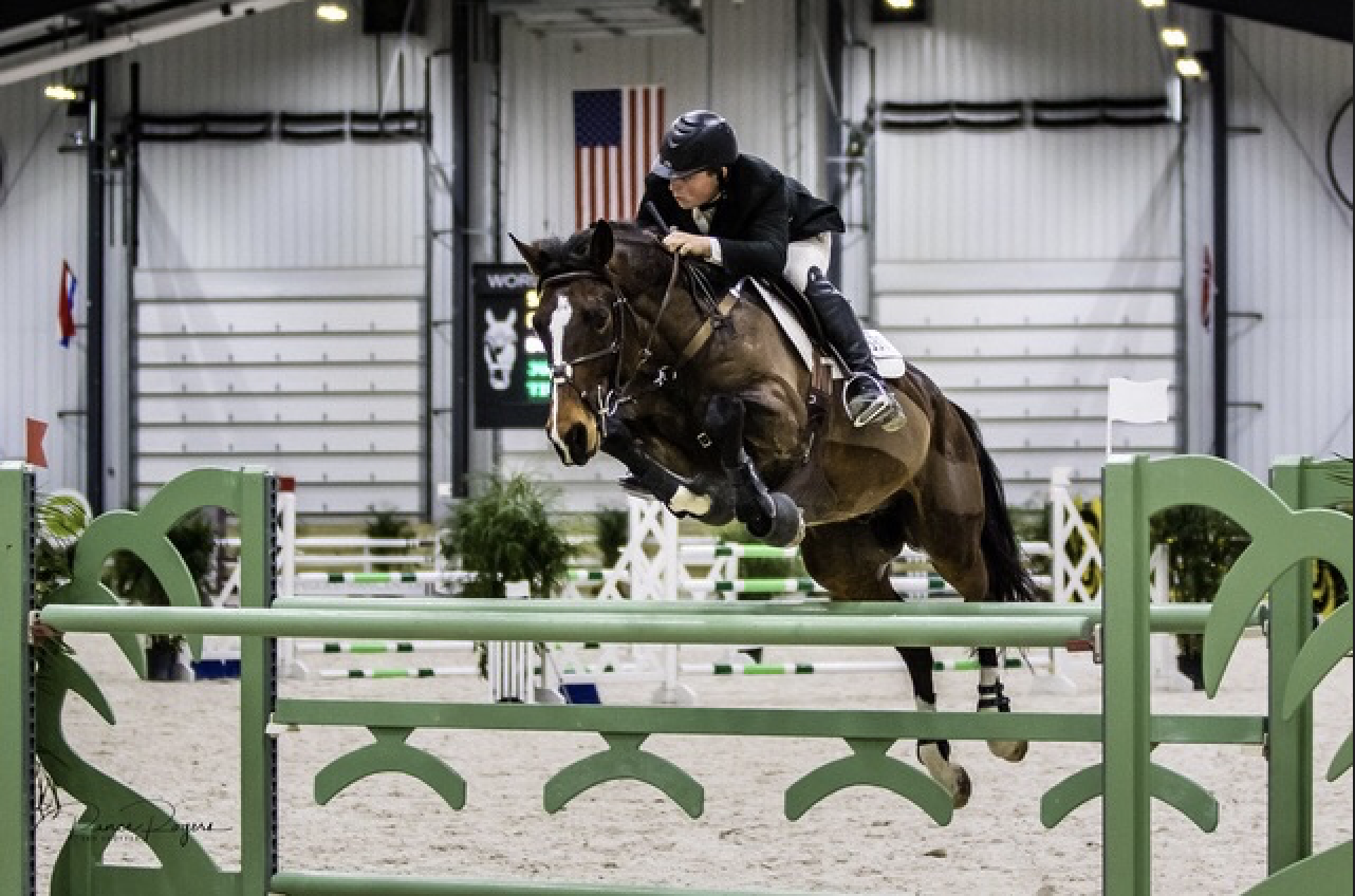 Florian Dutch Warmblood Jumper