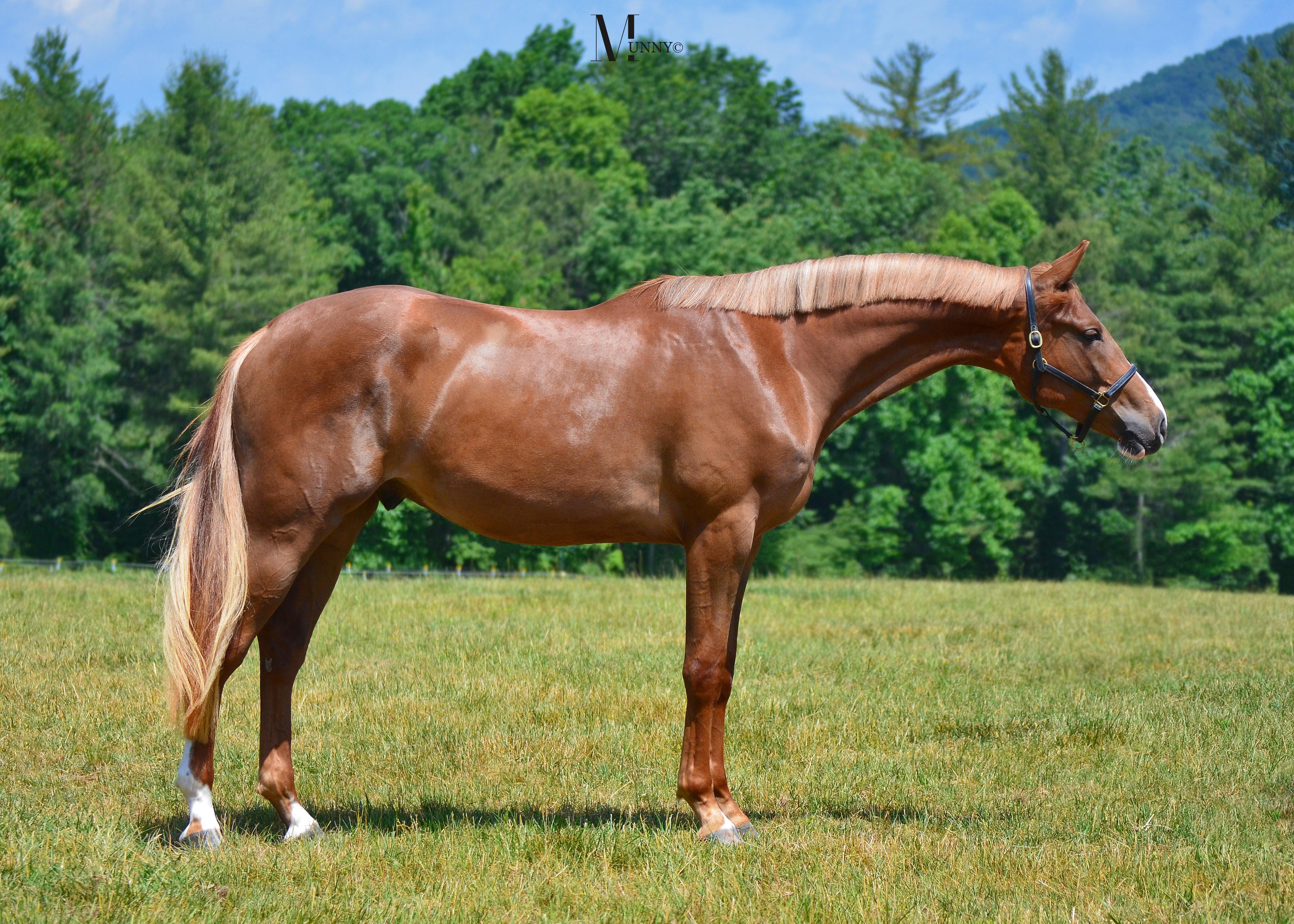 Flaxen Chestnut Hanoverian