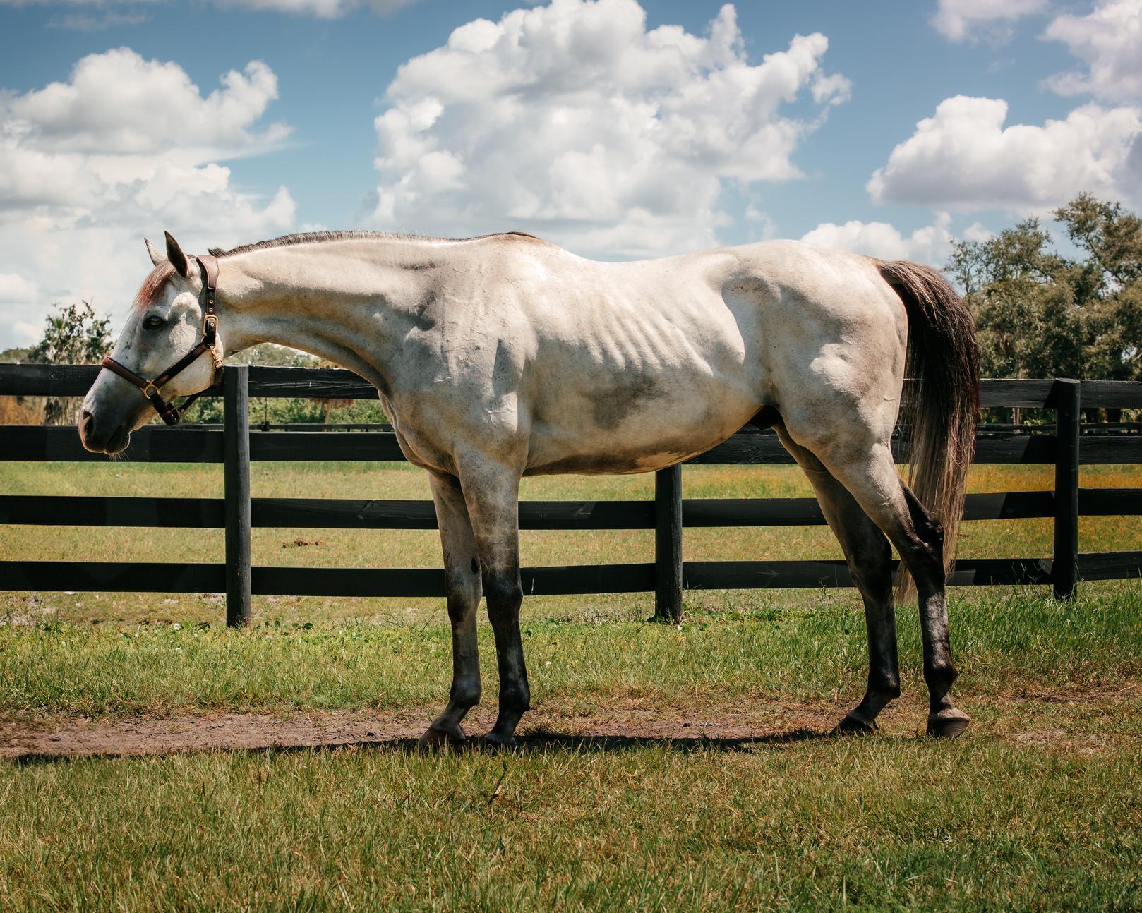 O Danny Boy (Danny) TB Jumper