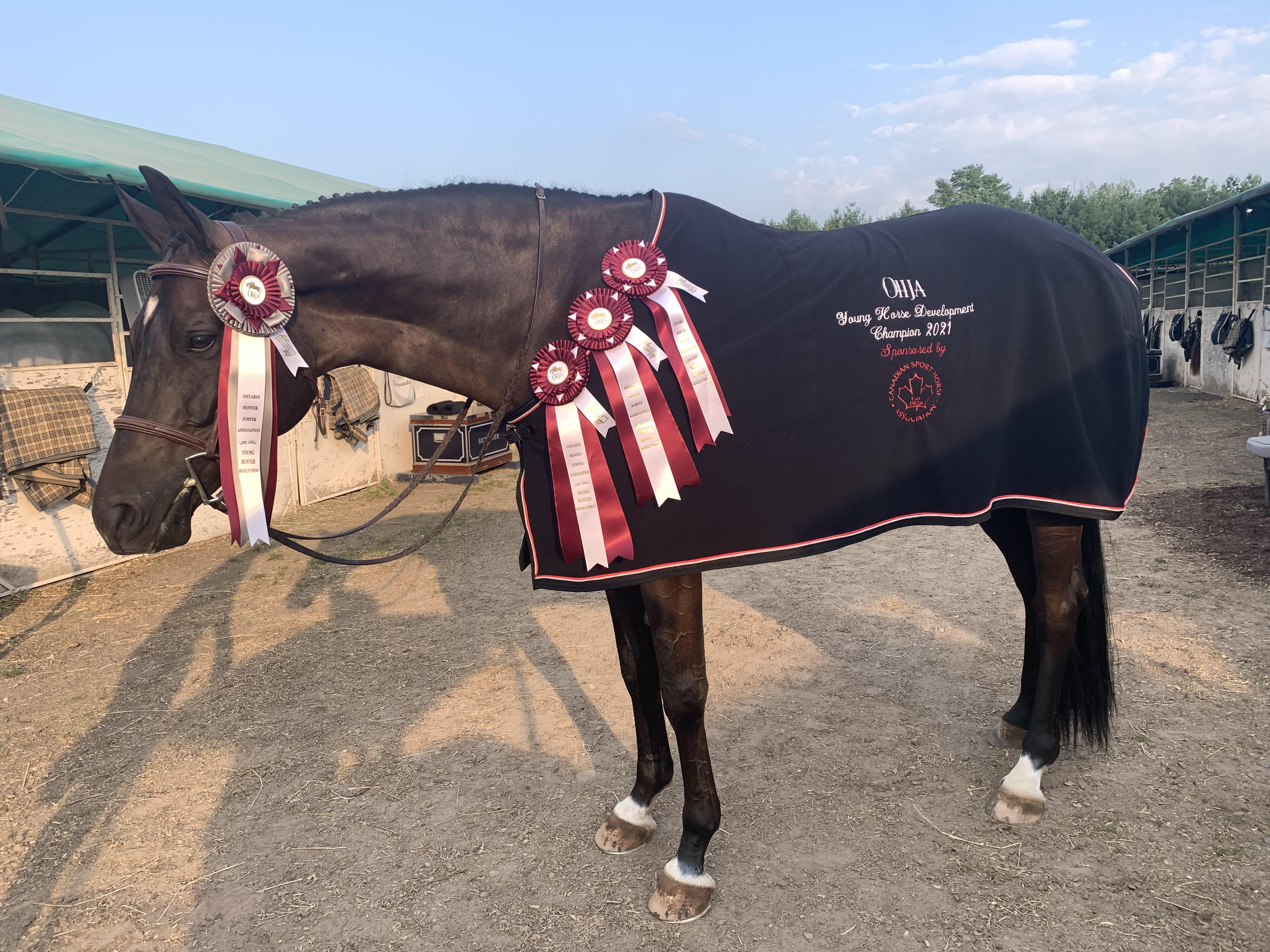 Whittaker Warmblood Hunter