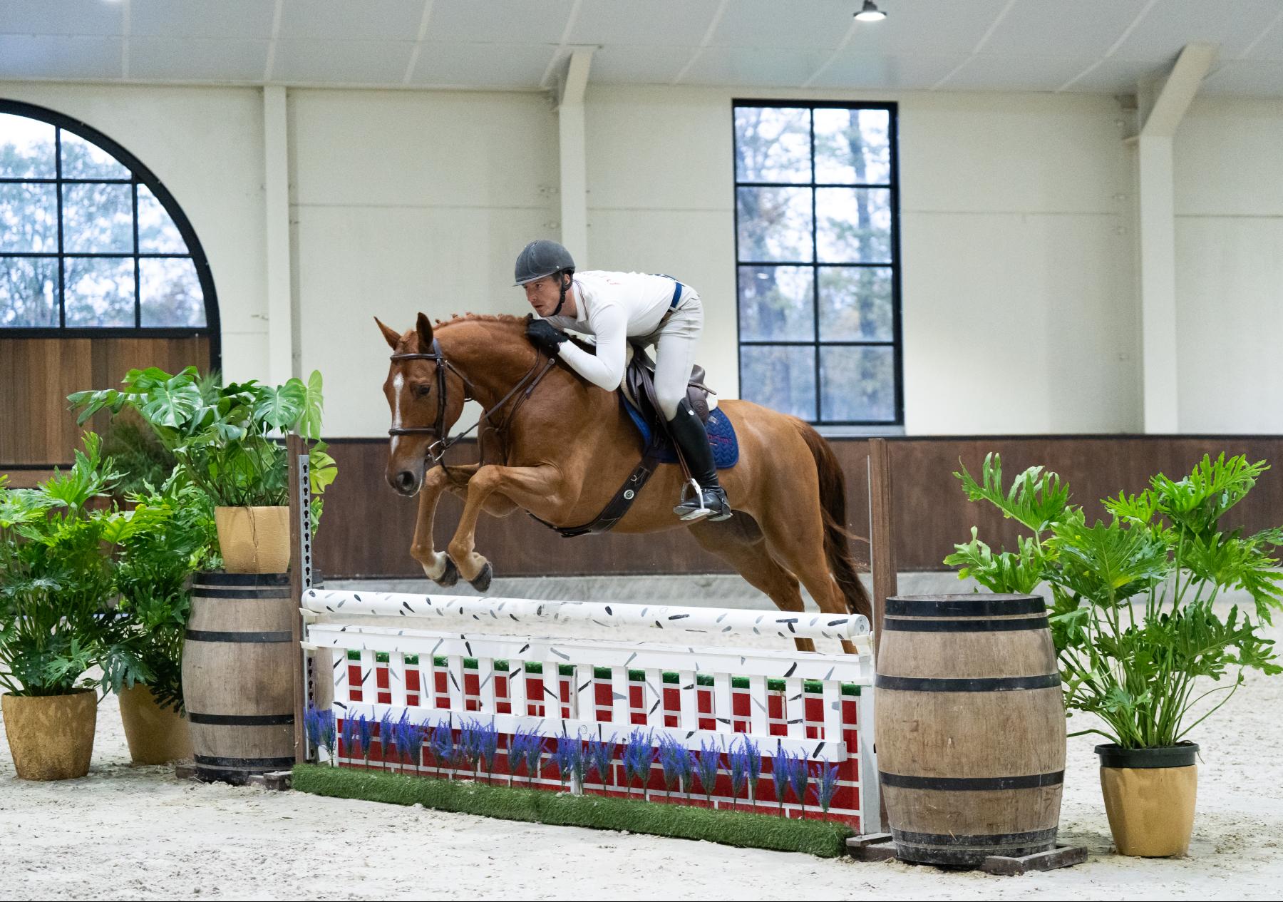 Taste of Darry Lou Zangersheide Hunter