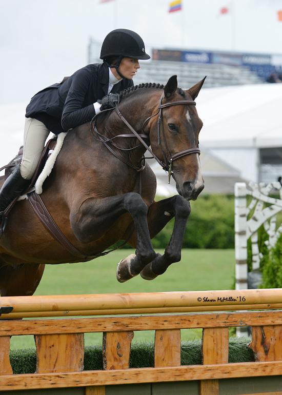 Pirelli - Fancy Hunter Westphalian Hunter