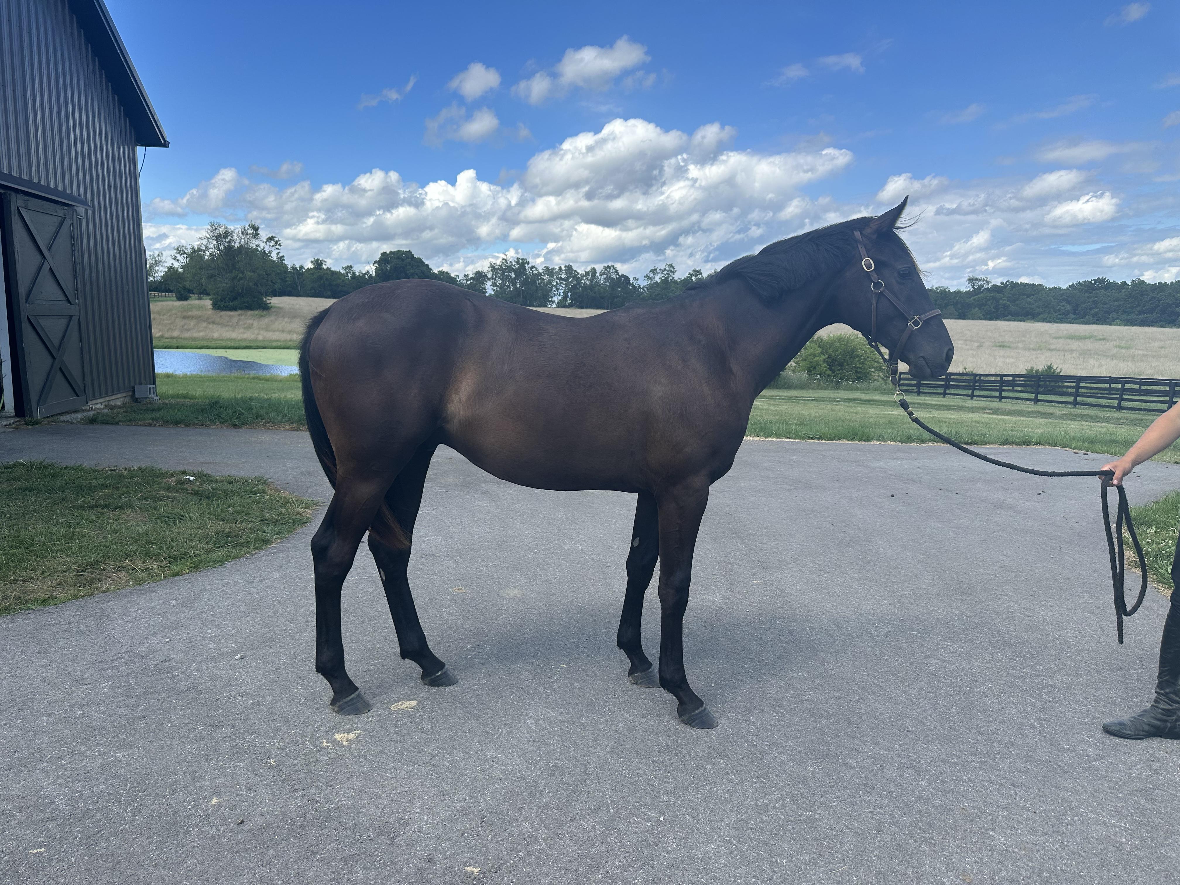 Blown Away Hanoverian Jumper