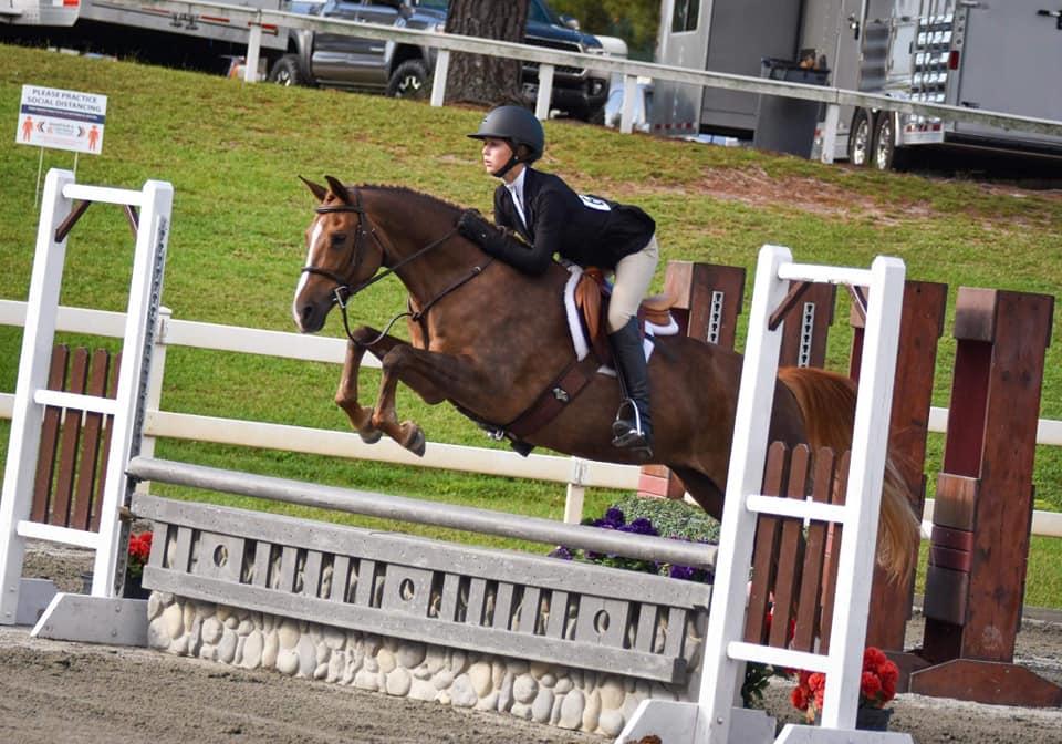 Glamorous Welsh Cross Hunter
