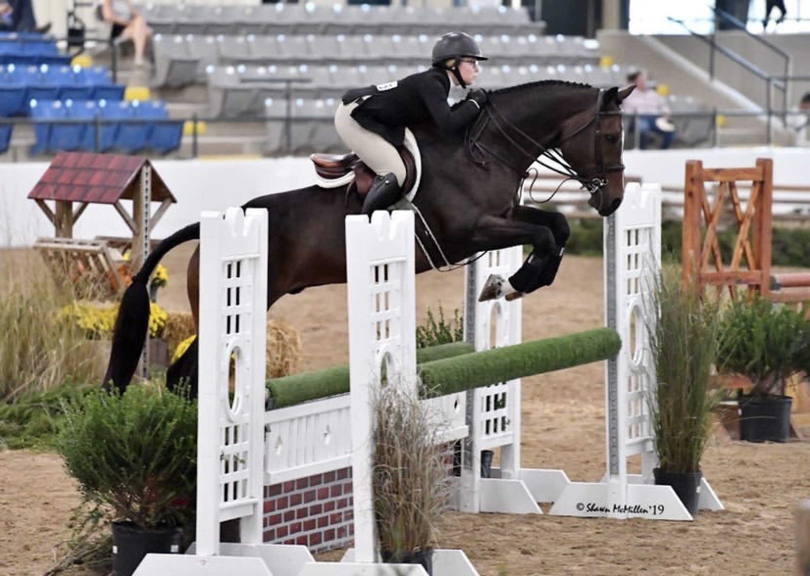 Florian Dutch Warmblood Jumper