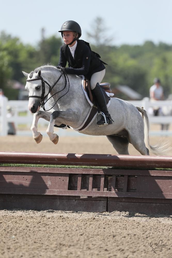 Captain Oats Welsh Pony Hunter