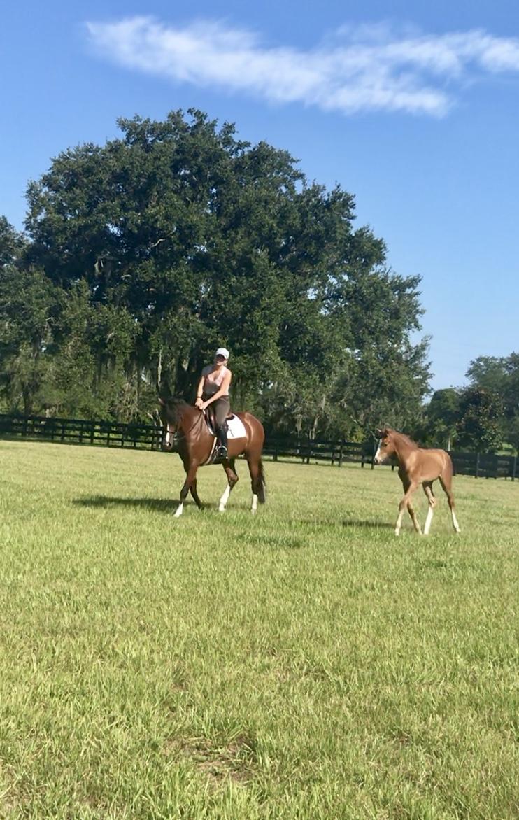 Dragon Power Westphalian Hunter