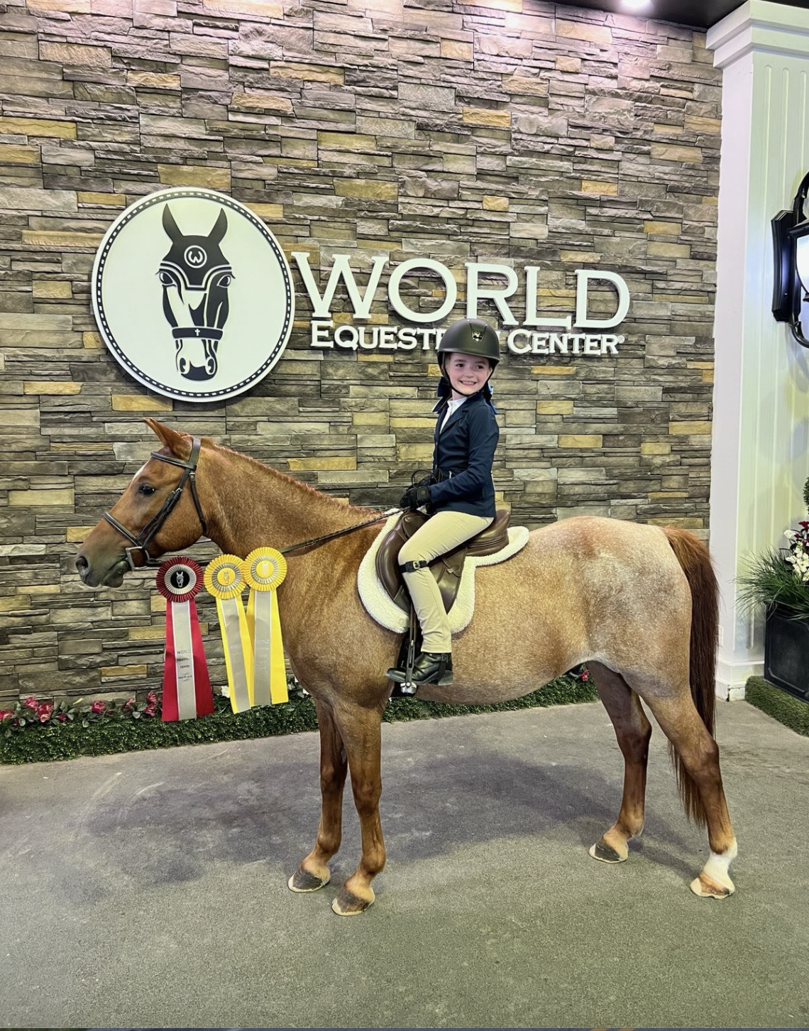 Gayfield's Pink Panther Welsh Pony Hunter