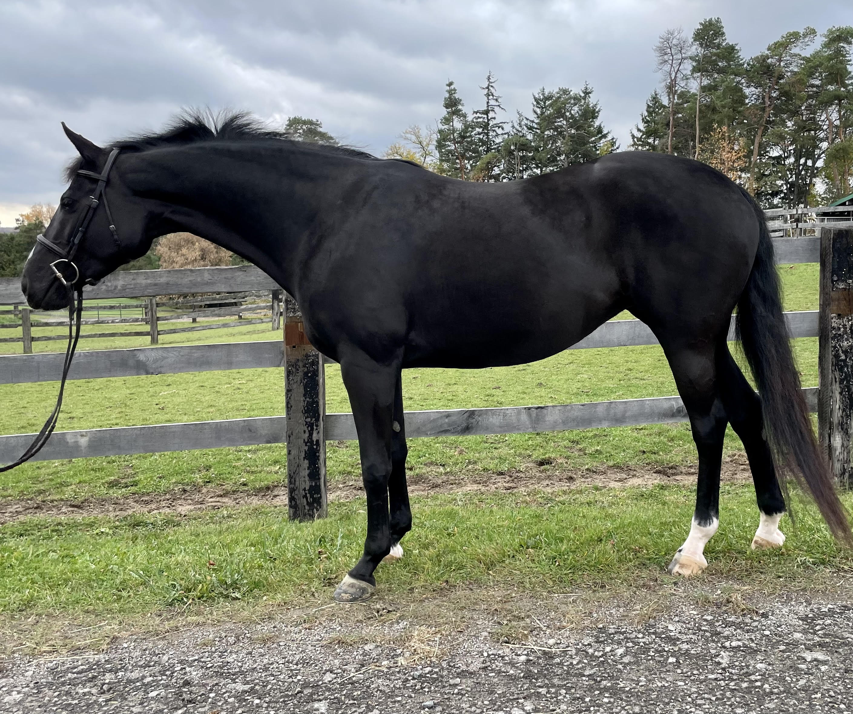 Pebble Beach Warmblood Hunter