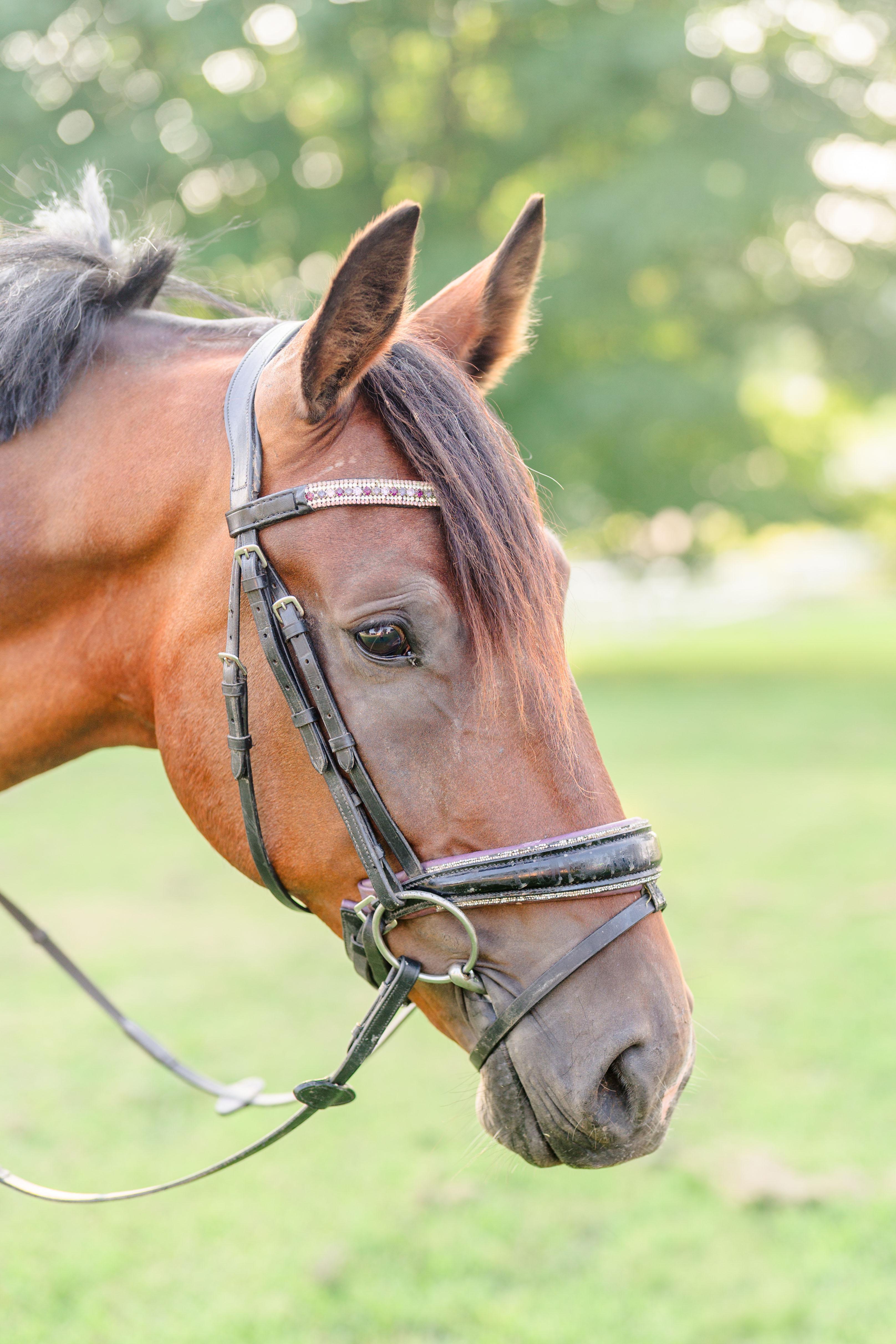 Rio Cleveland Bay Hunter