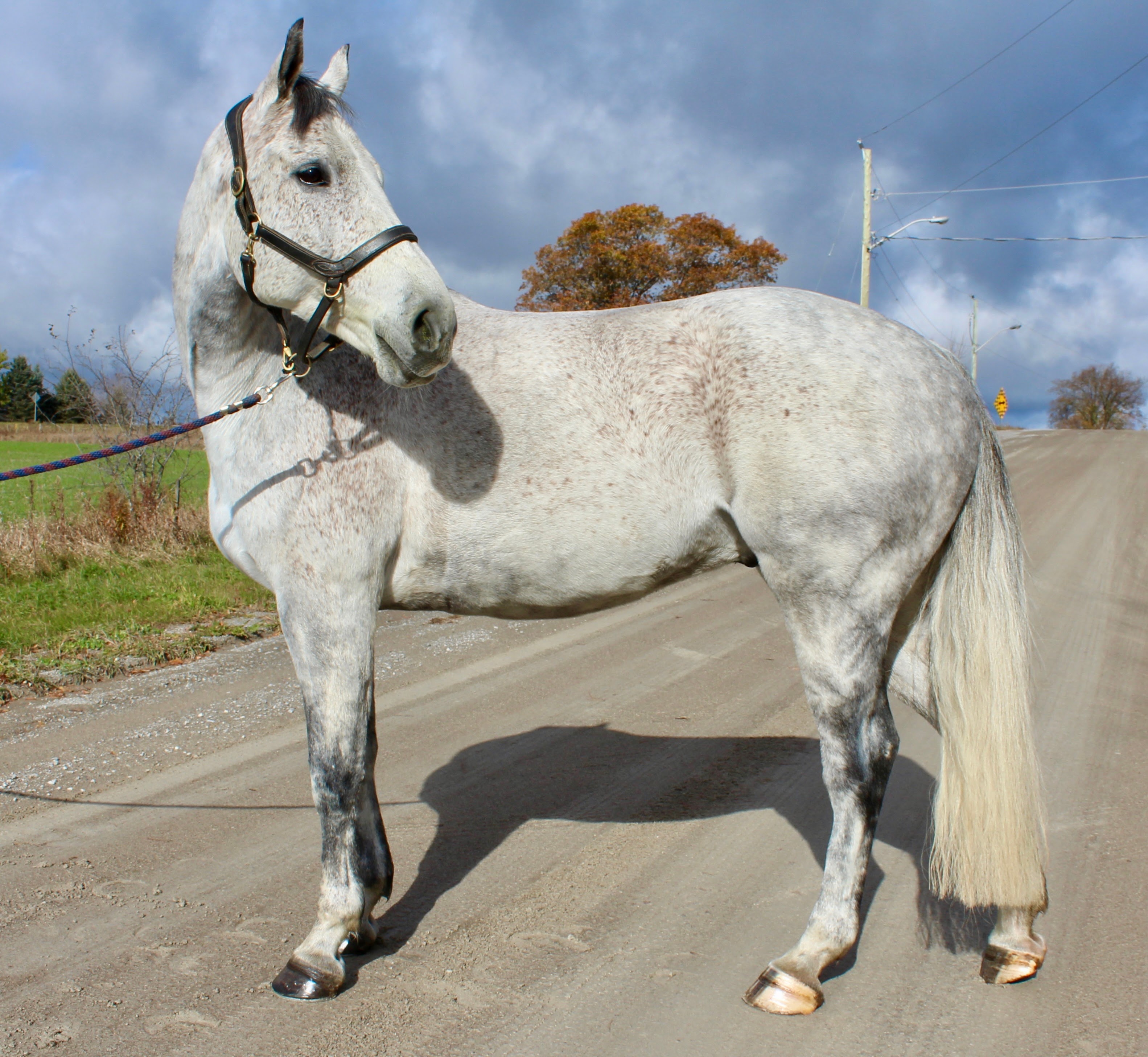 Hector Bugatti Irish Sport Horse Jumper