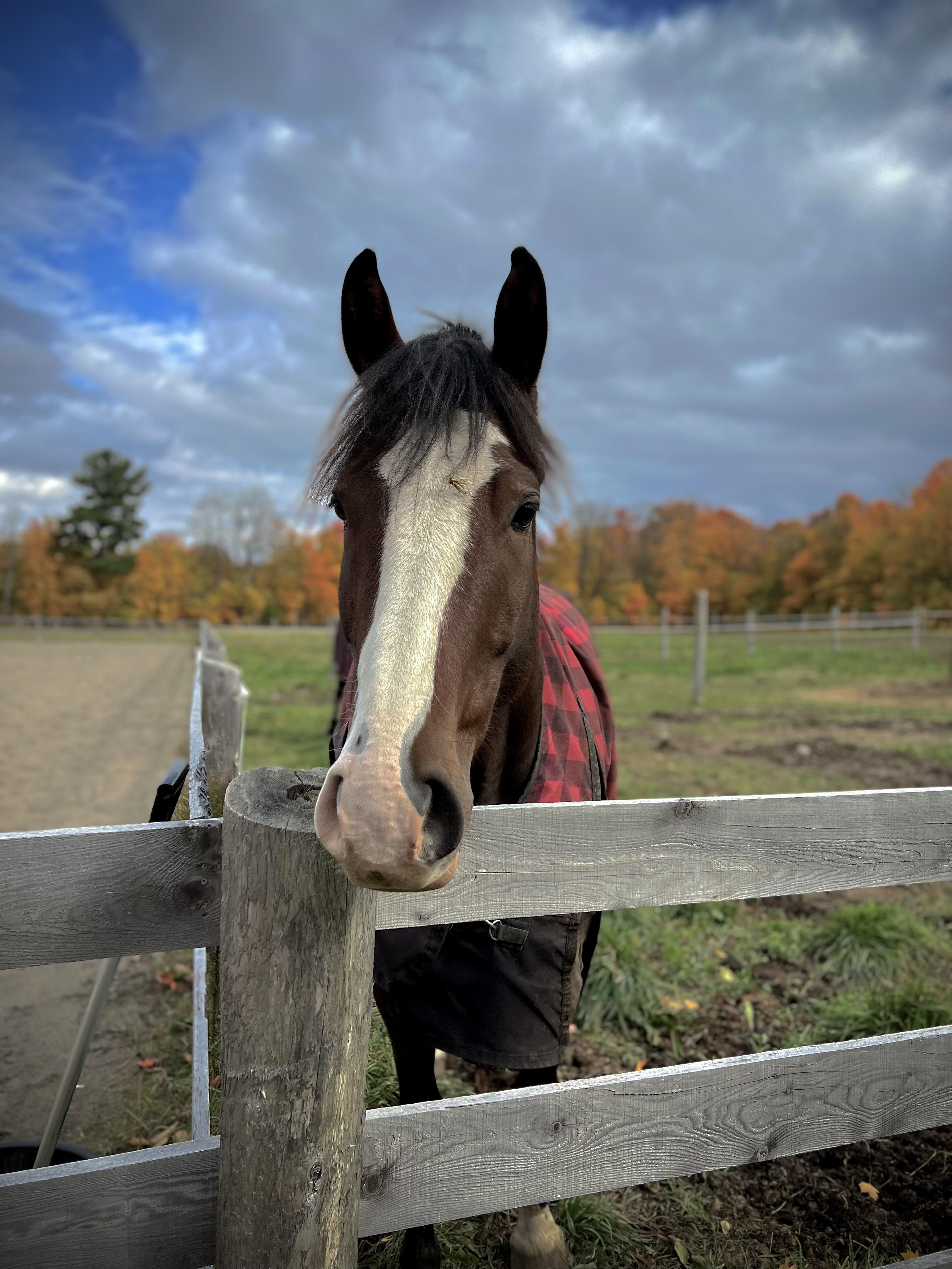 Forrest Other Breed