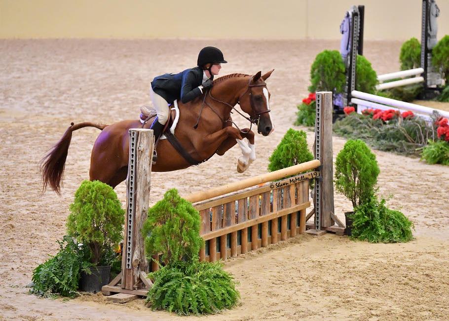 Jump Forest Jump Welsh Cross Hunter