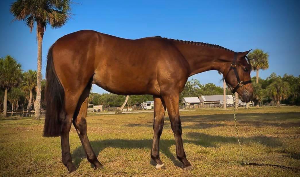 Ohh M Good N Better Quarter Horse Hunter