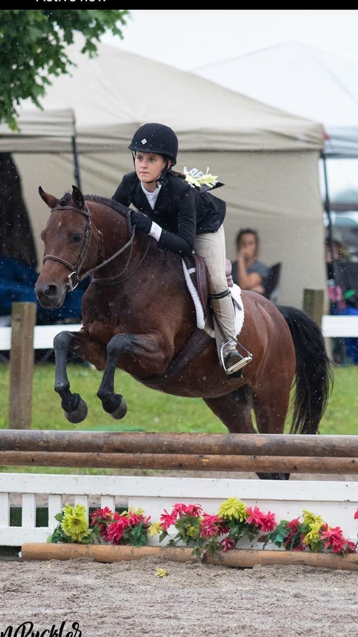 Bo's Gypsy Girl Welsh Cross Hunter