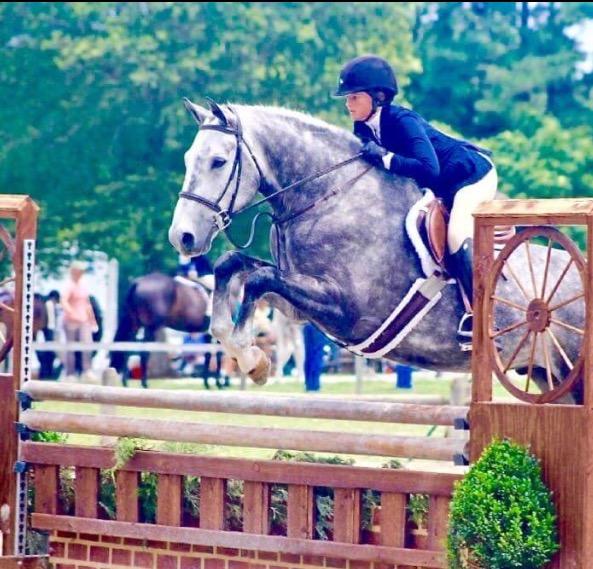 Yay Holsteiner Hunter