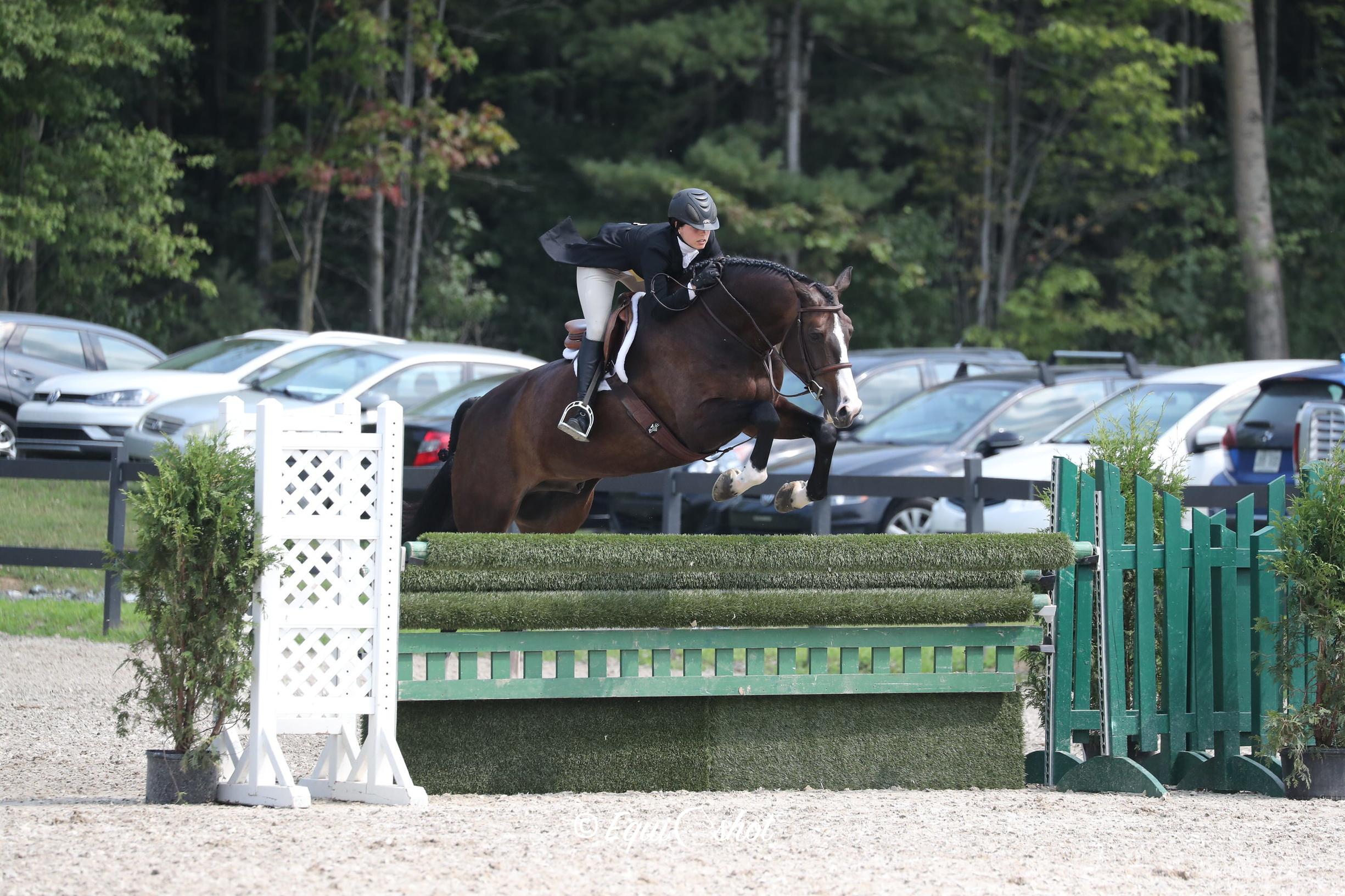 Excellent Balou Dutch Warmblood Equitation