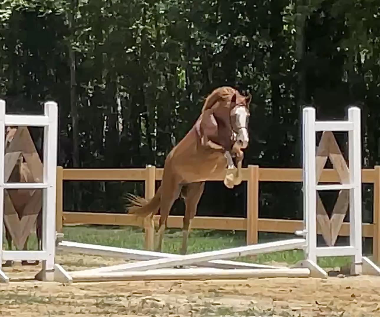 Arondight Welsh Cross Hunter