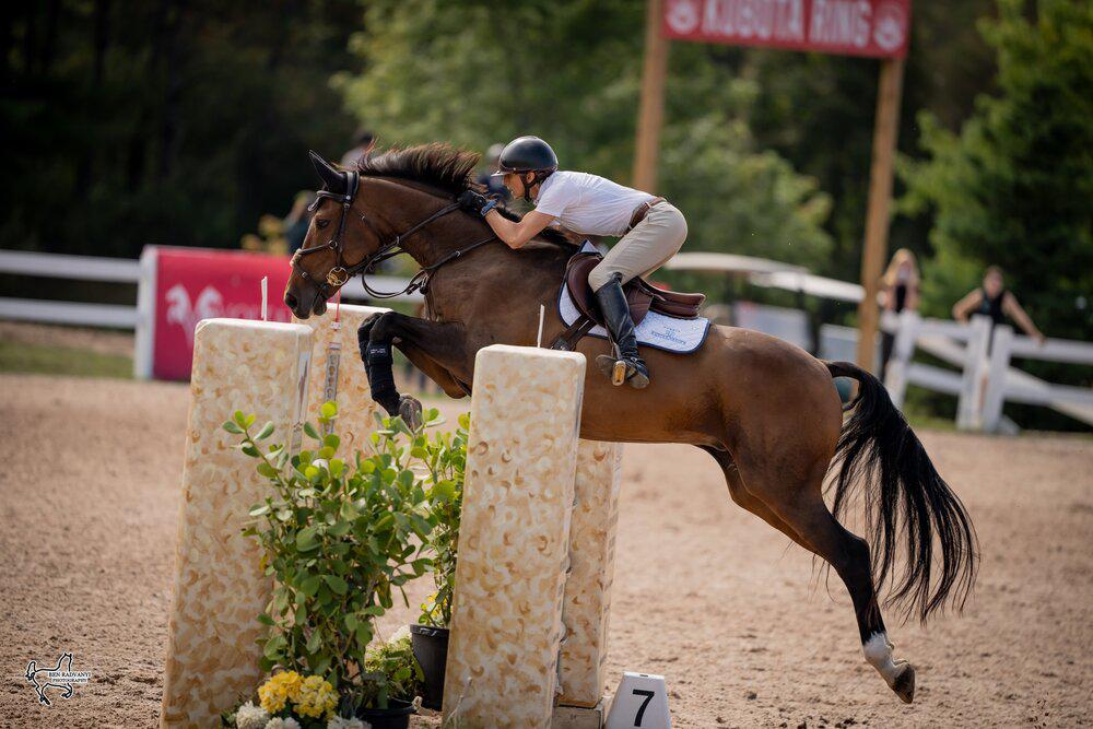 Overdrive VR Belgian Warmblood Jumper