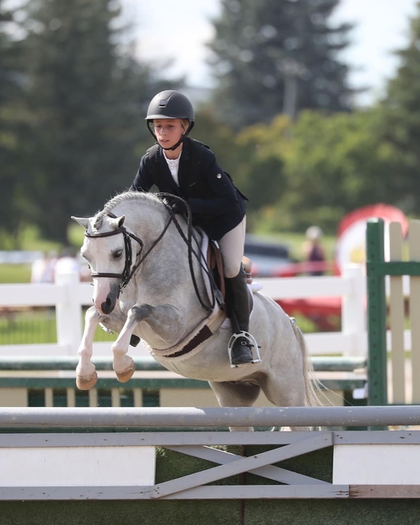 Captain Oats Welsh Pony Hunter