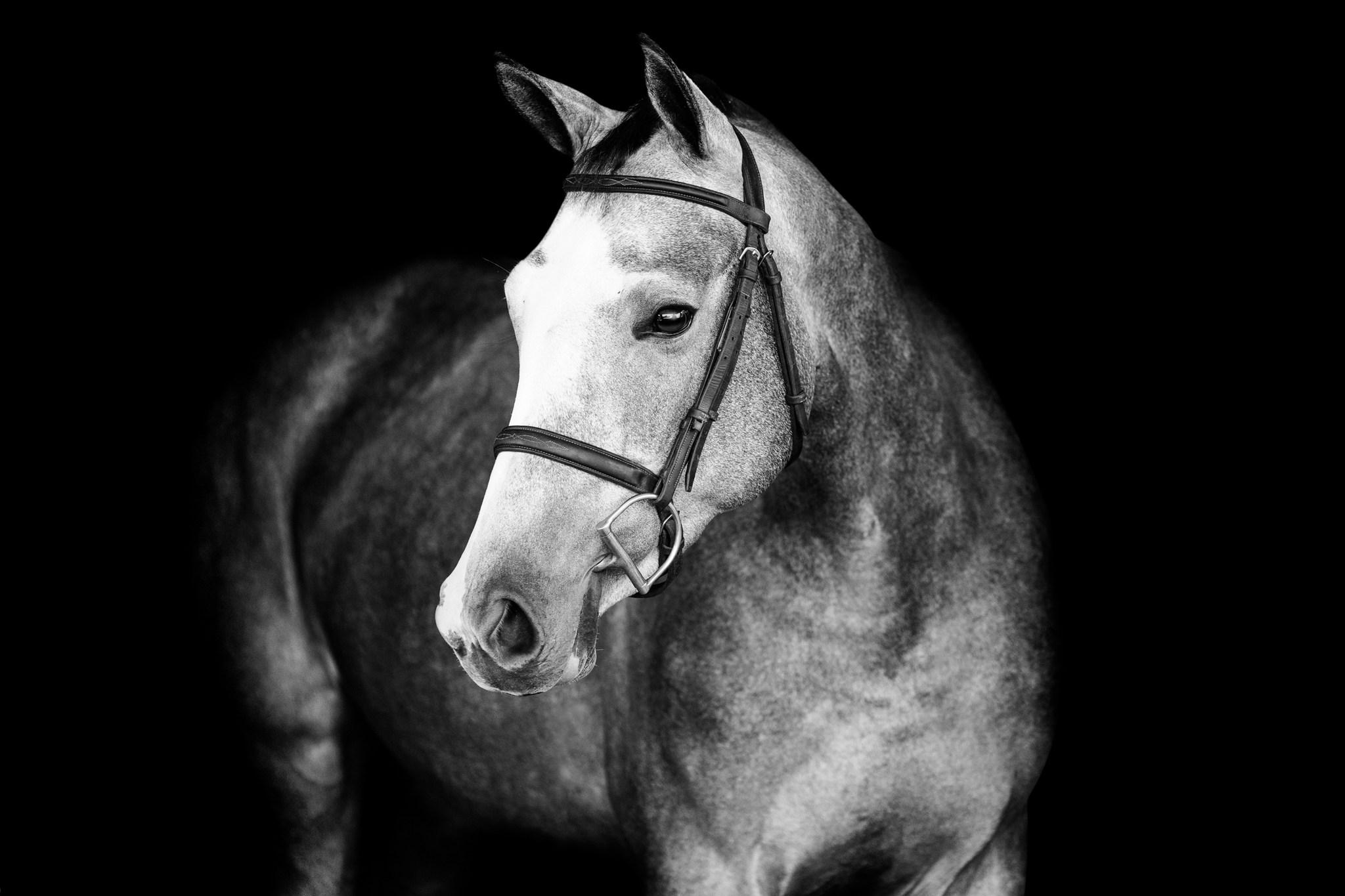 Beaulieu's Customized Warmblood Hunter