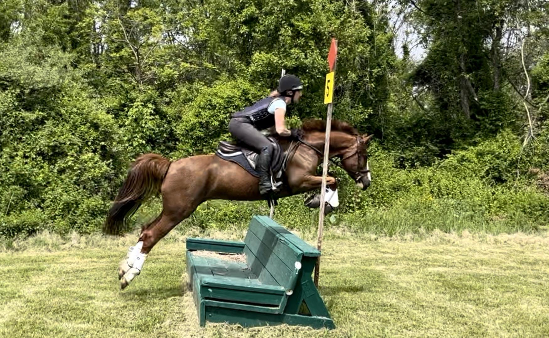 Crimson Queen a.k.a. "Allie" Welsh Cross Jumper