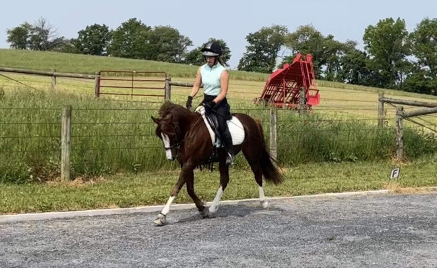 Crimson Queen a.k.a. "Allie" Welsh Cross Jumper