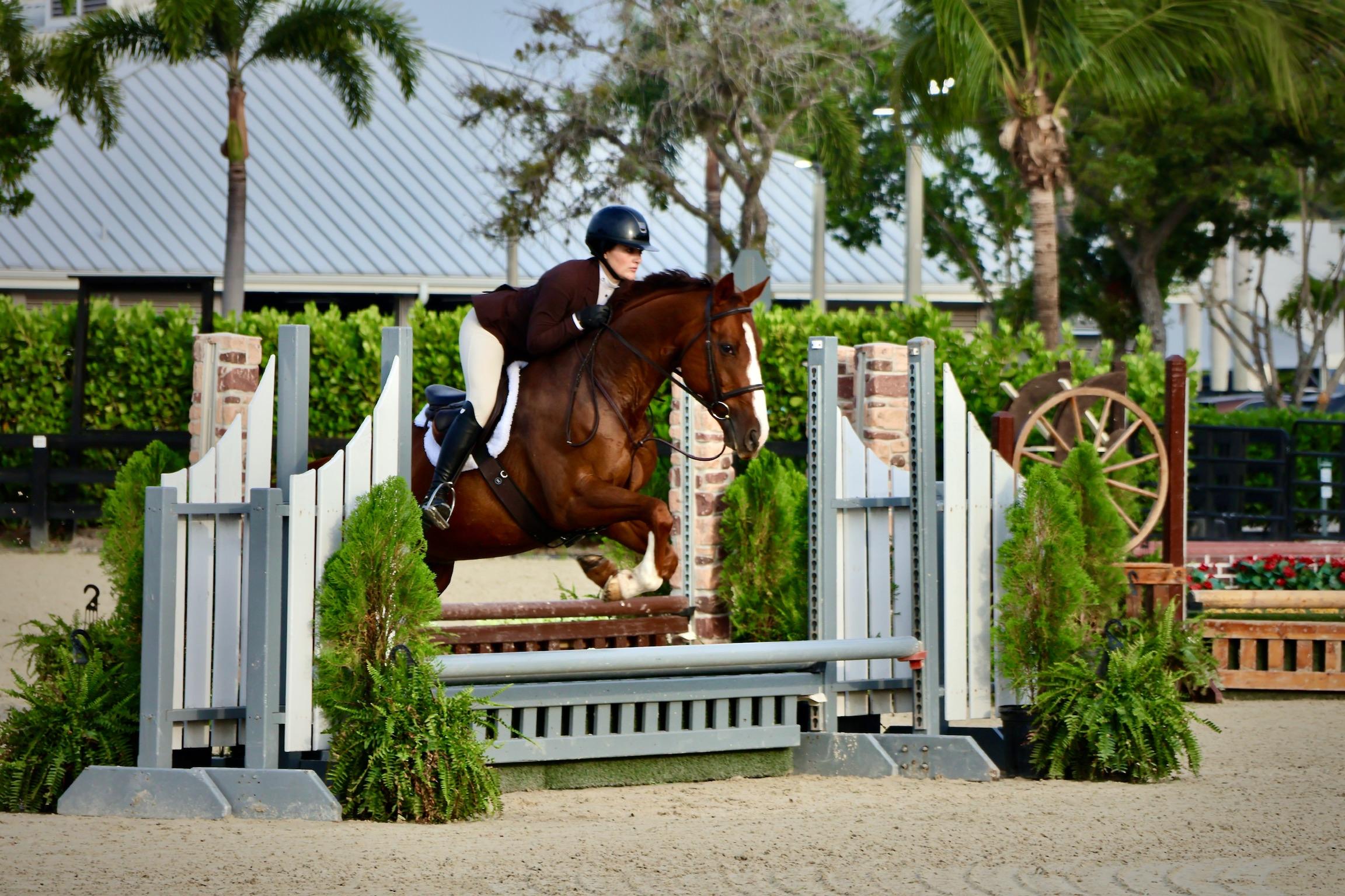 Tetelestai Wsh American Warmblood Jumper