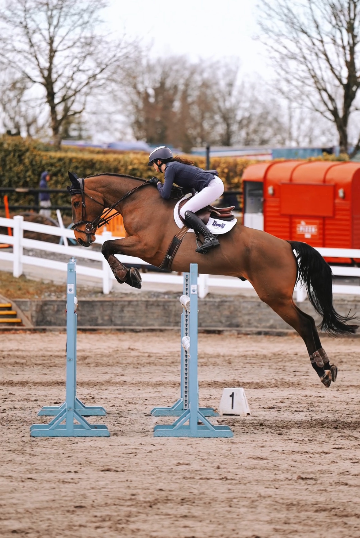 Dalivan Flush Irish Sport Horse Jumper