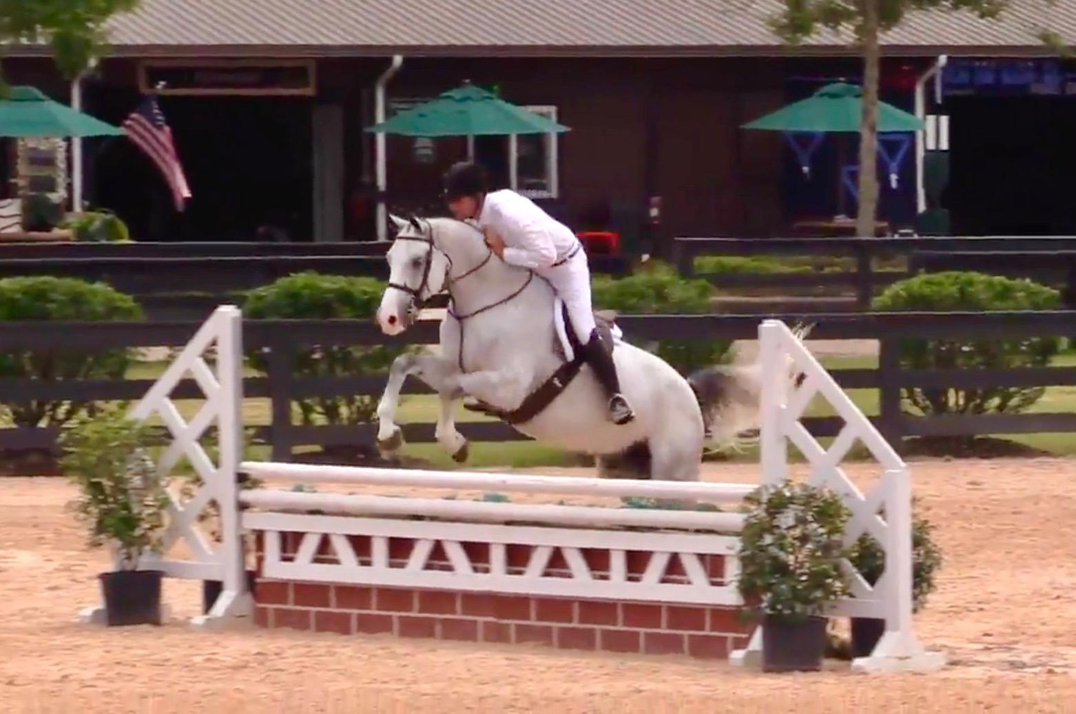 Beaulieu Code Blue Warmblood Hunter