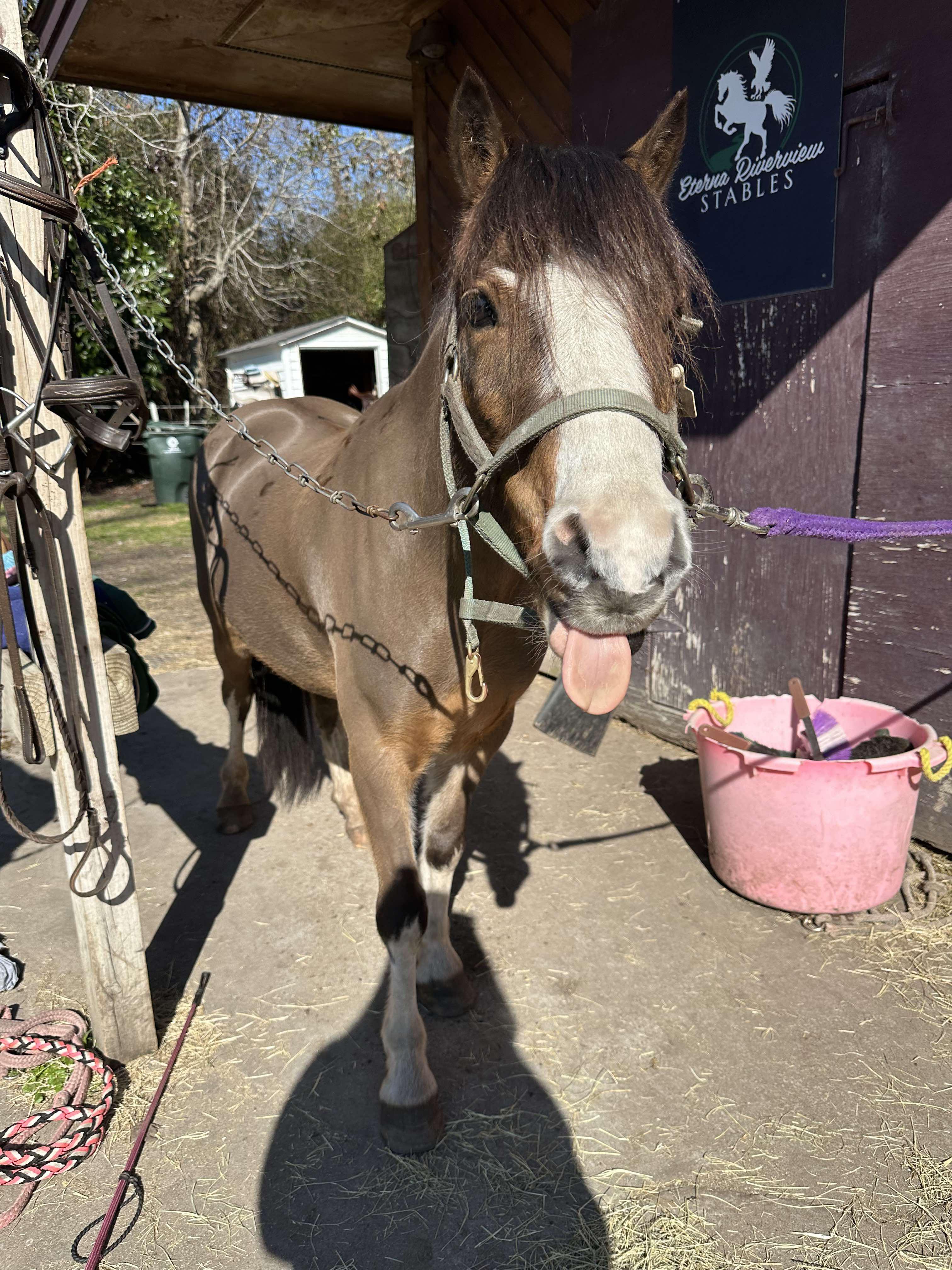 MLW Impulse Welsh Pony Hunter