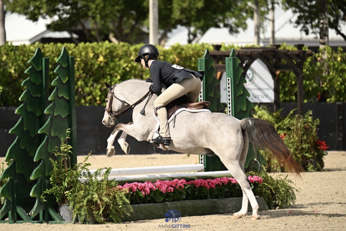 Sir Beef Wellington TE Welsh Pony