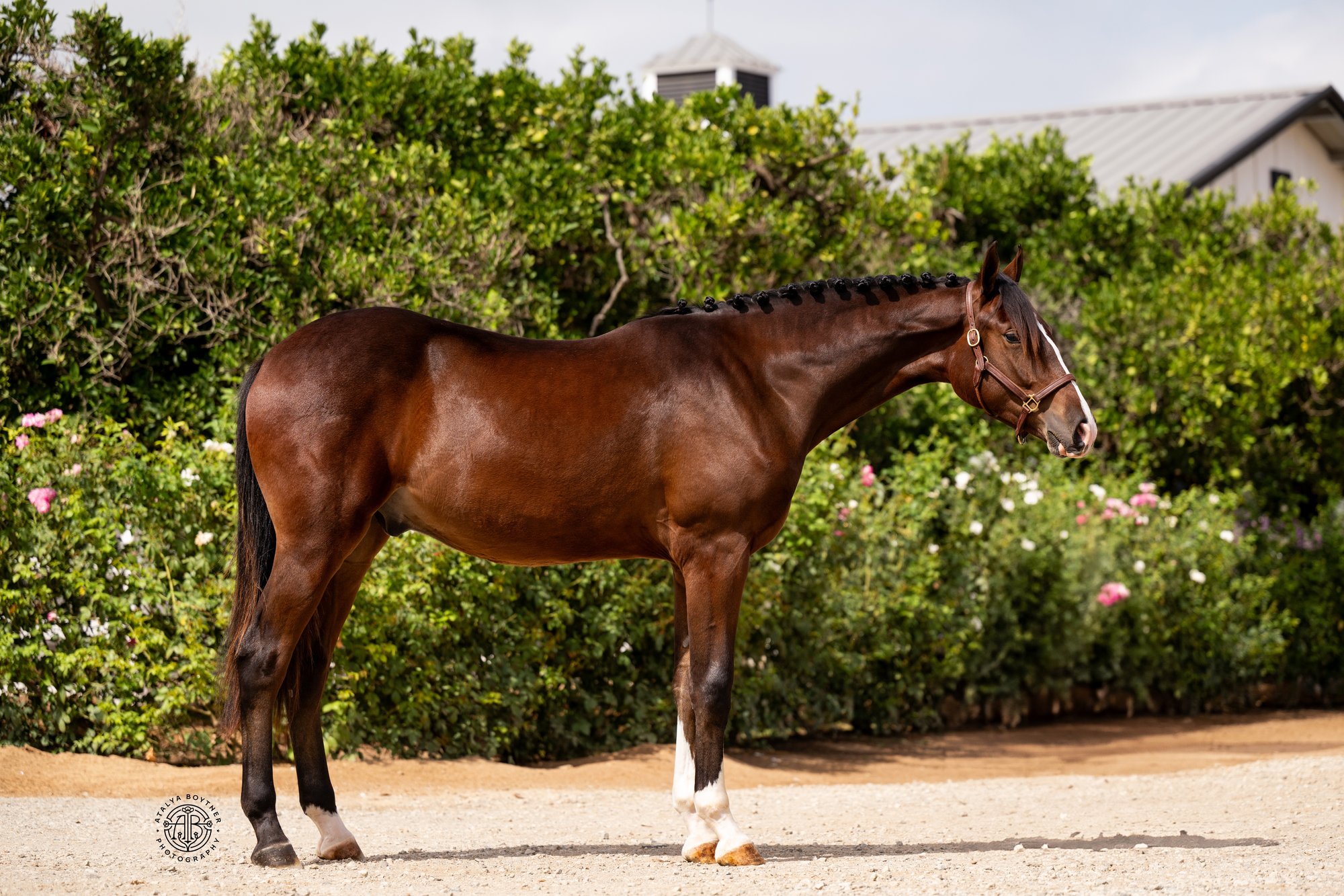 Kylo Warmblood
