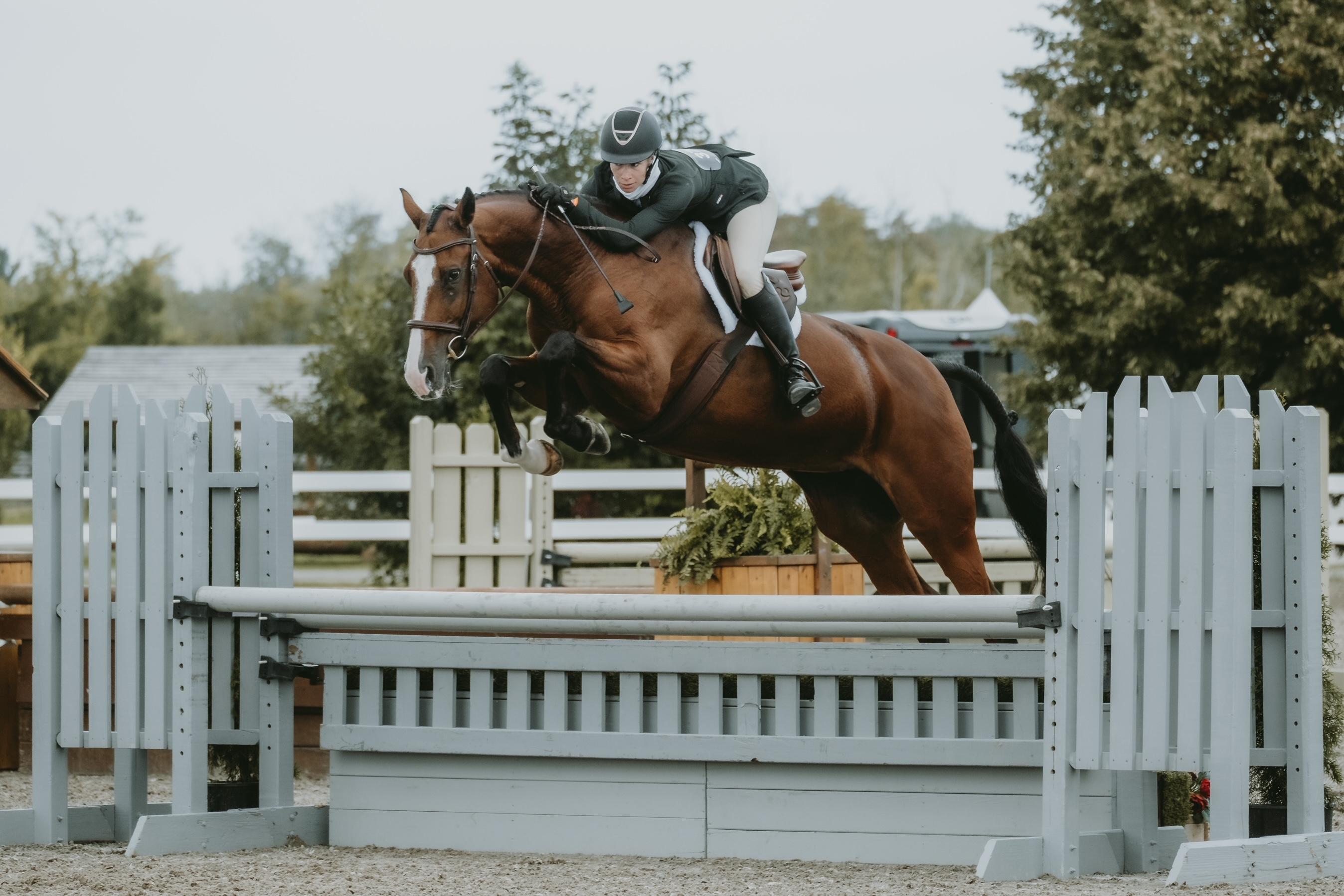 Beaulieu’s Poker Face Warmblood Hunter