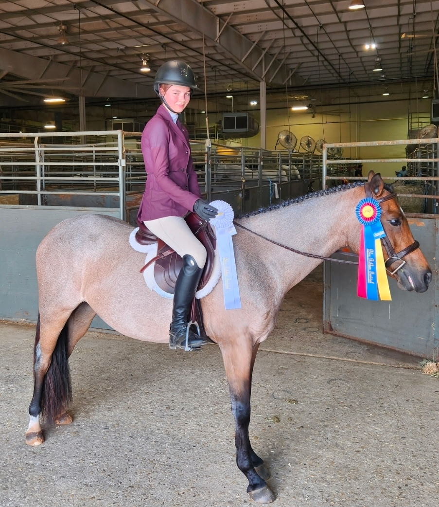 Never Say Never Welsh Cross Hunter