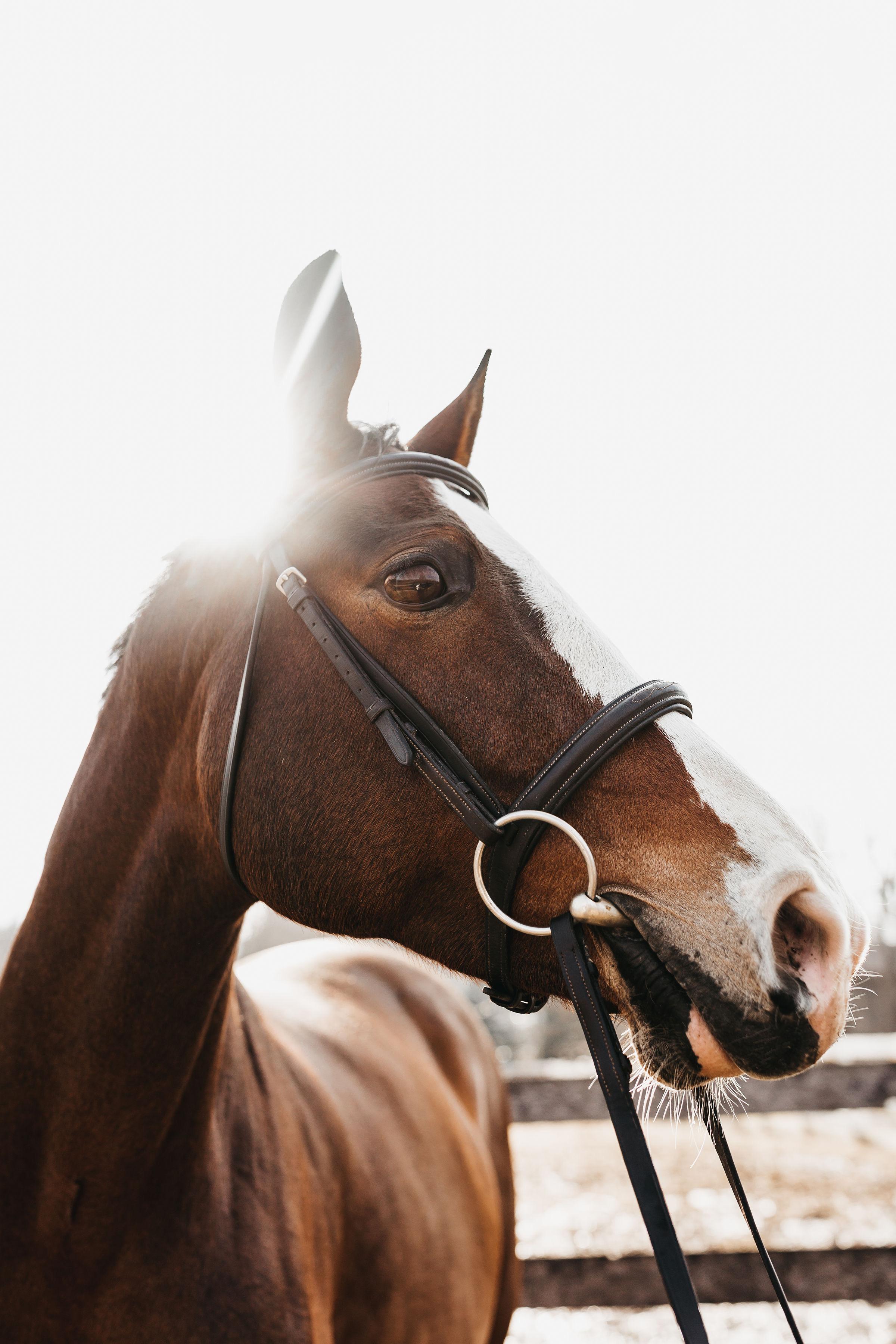 Elora Canadian Sport Horse Hunter